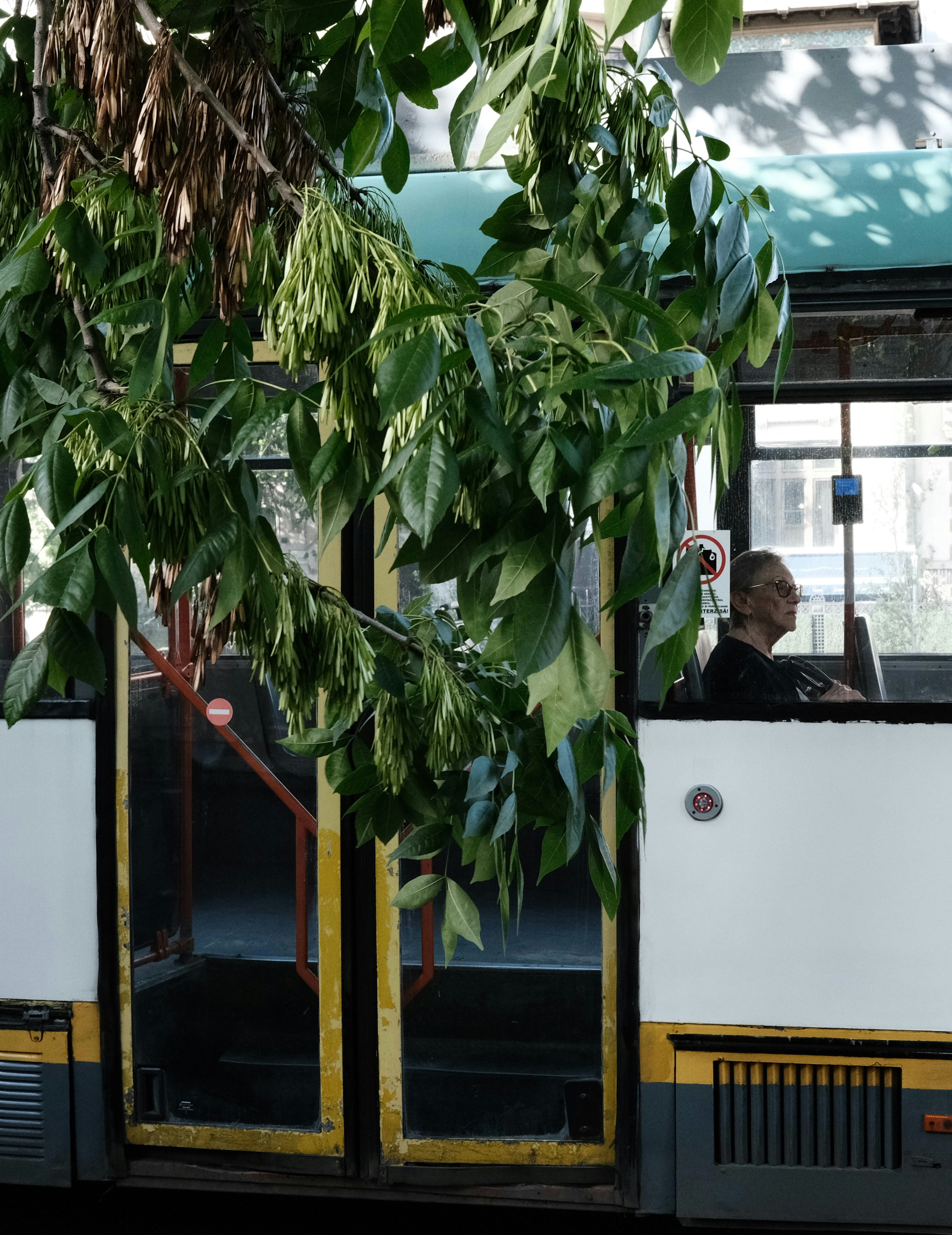 Green Curtain Over a City Bus: A Quiet Moment Behind the Leaves