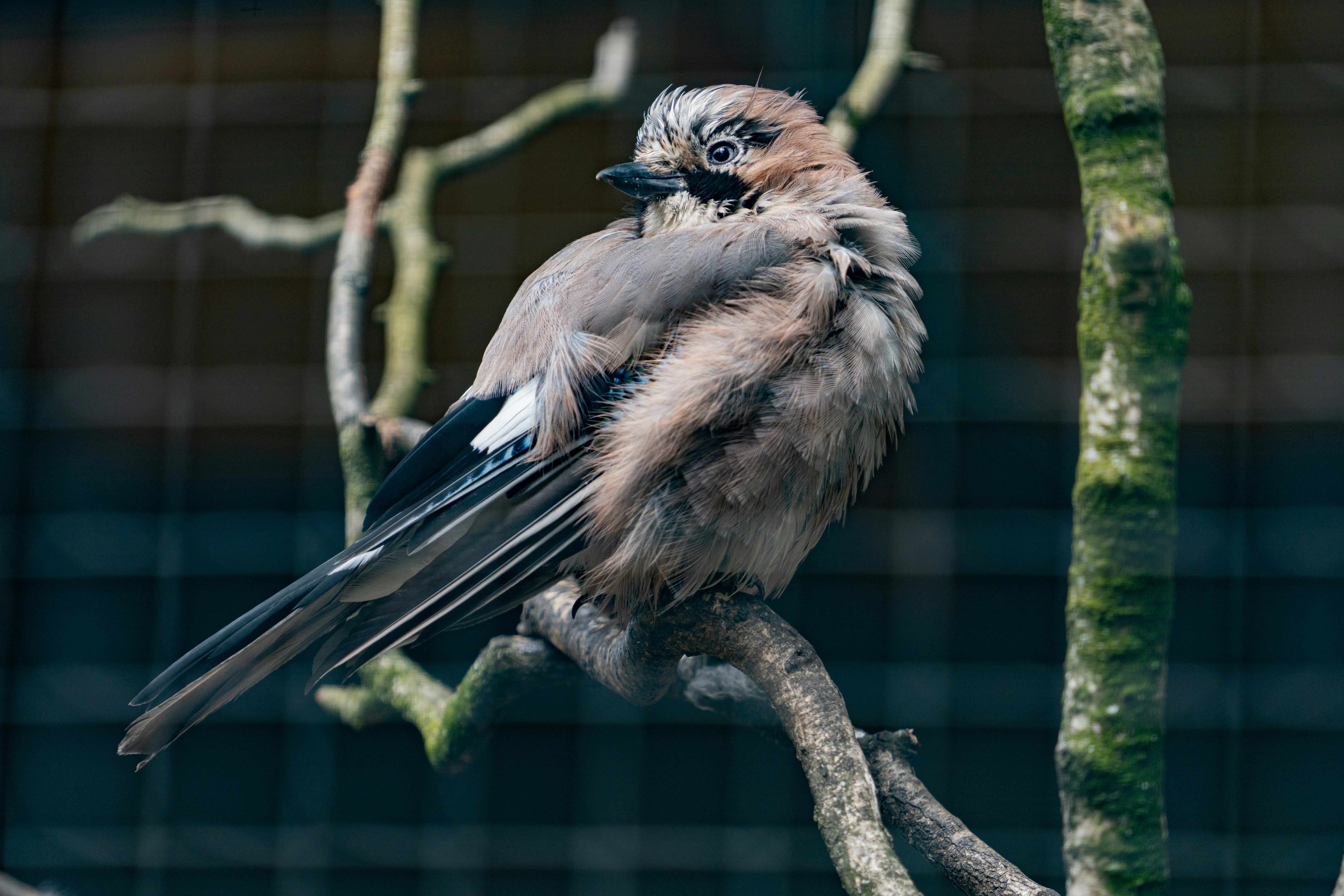 A Watchful Moment: Dusted Plumage on a Perched Sparrow