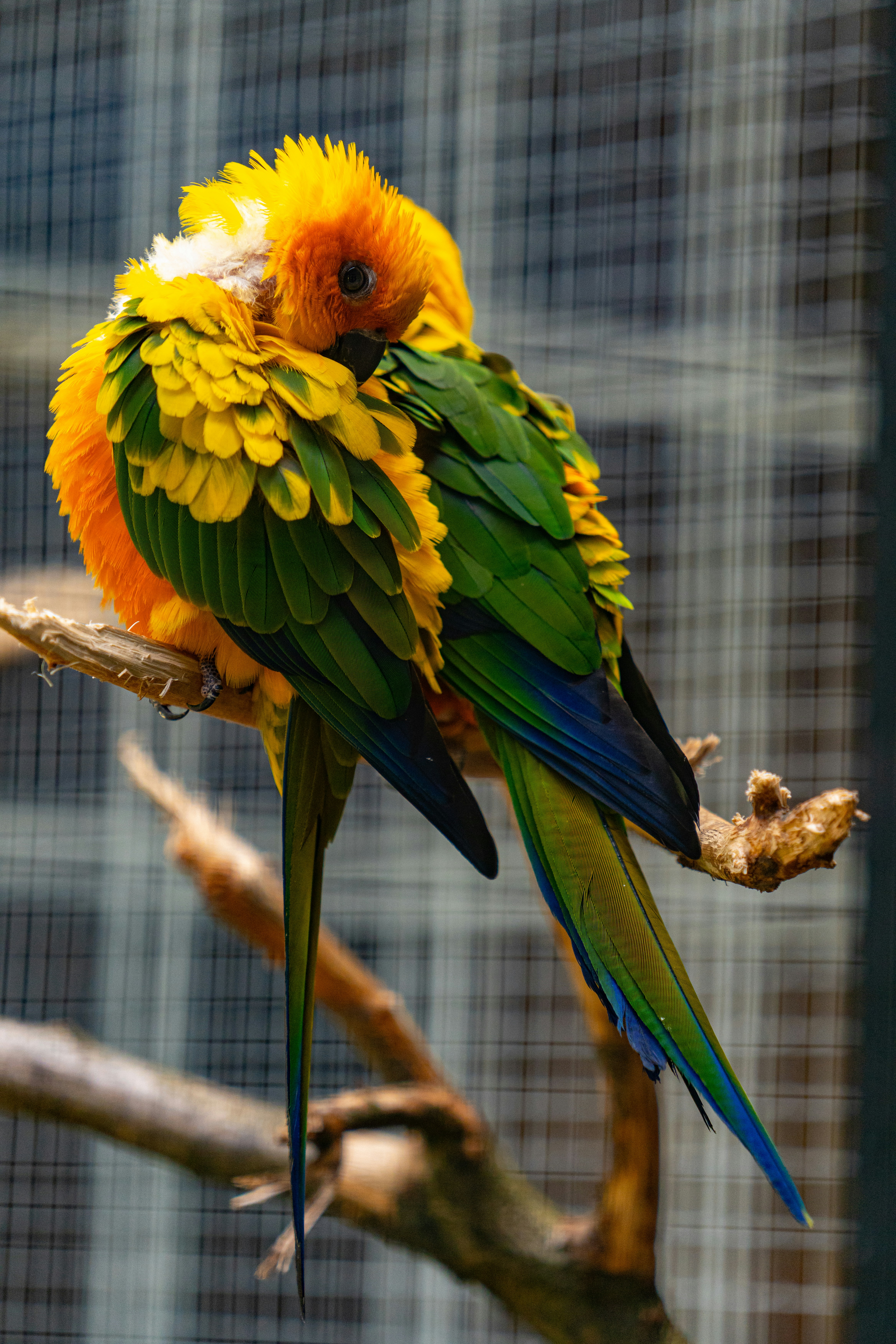 Sunburst Conure Preening in a Cage of Bars