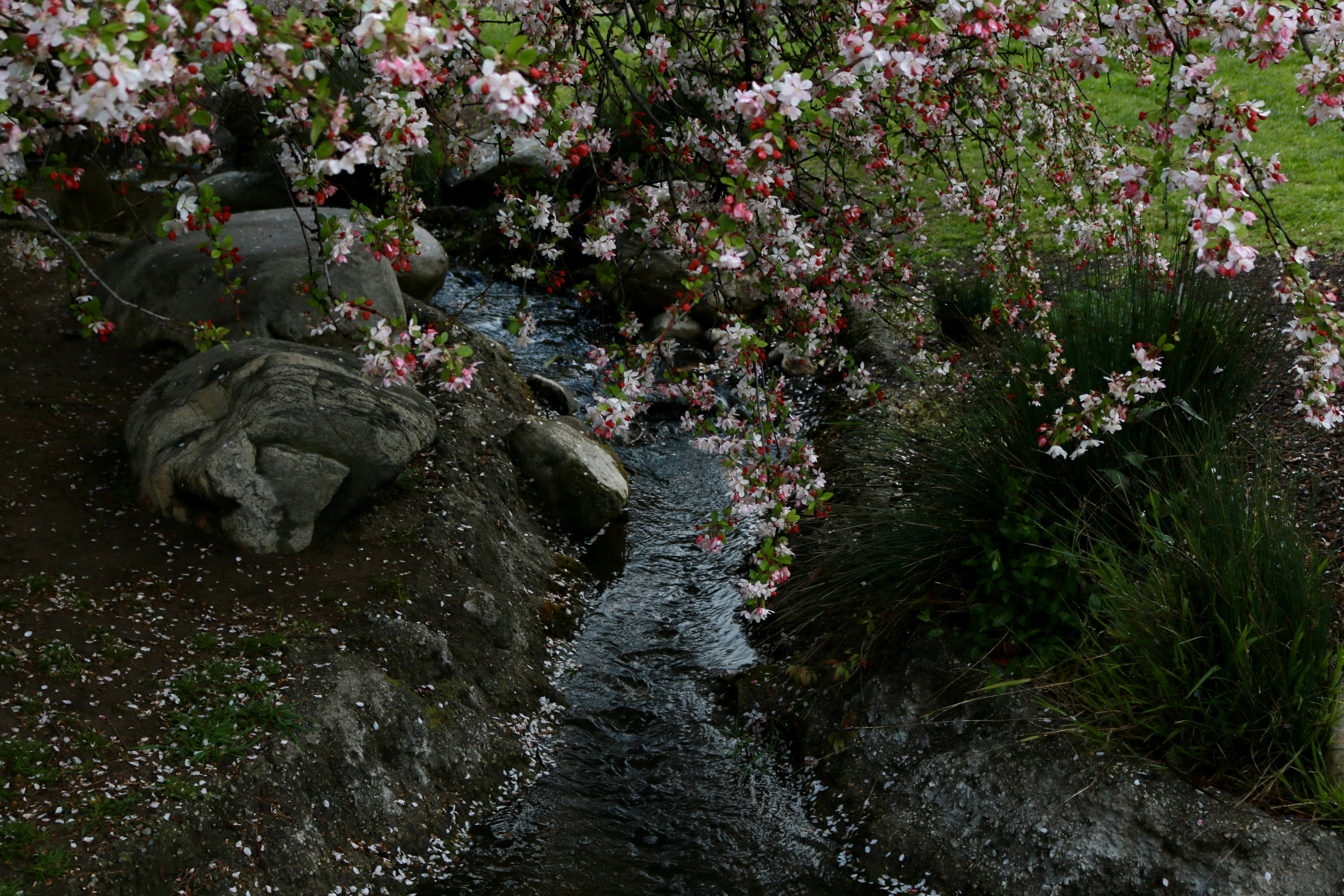 Petal Veil Over a Quiet Garden Brook