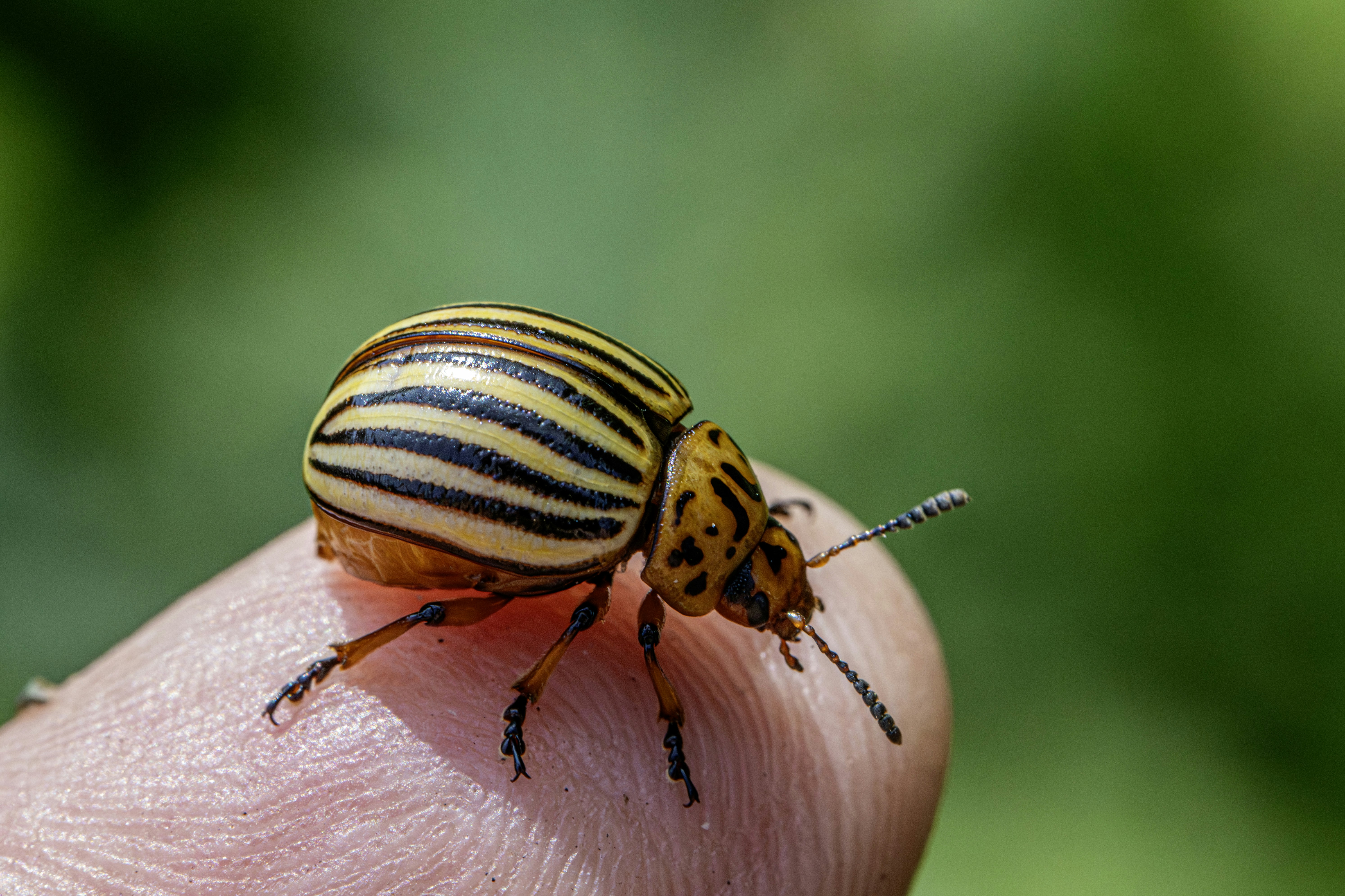 Un primer plano del dedo de una persona con un insecto en él foto ...