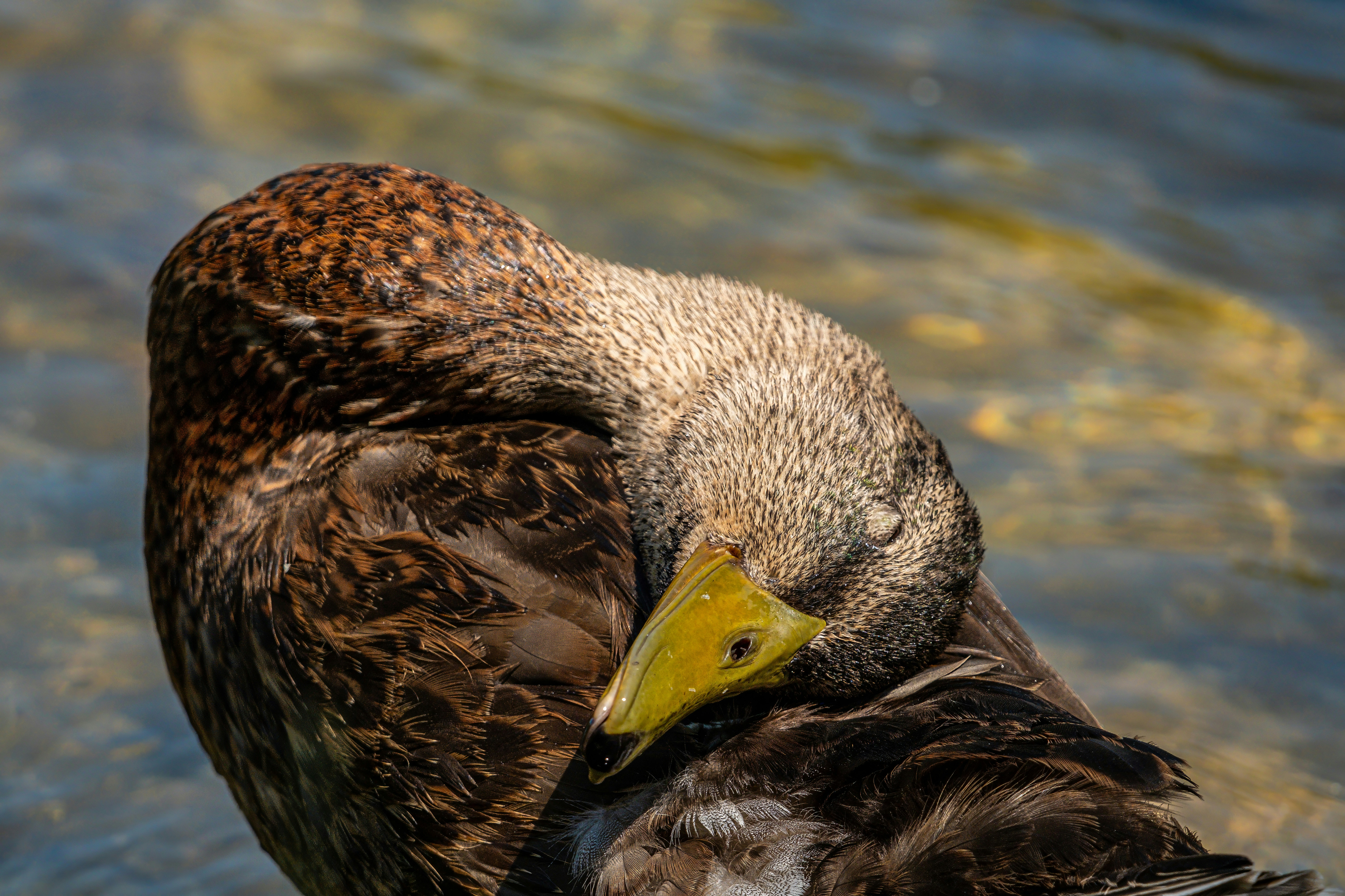 Downturned Beak in Quiet Wake