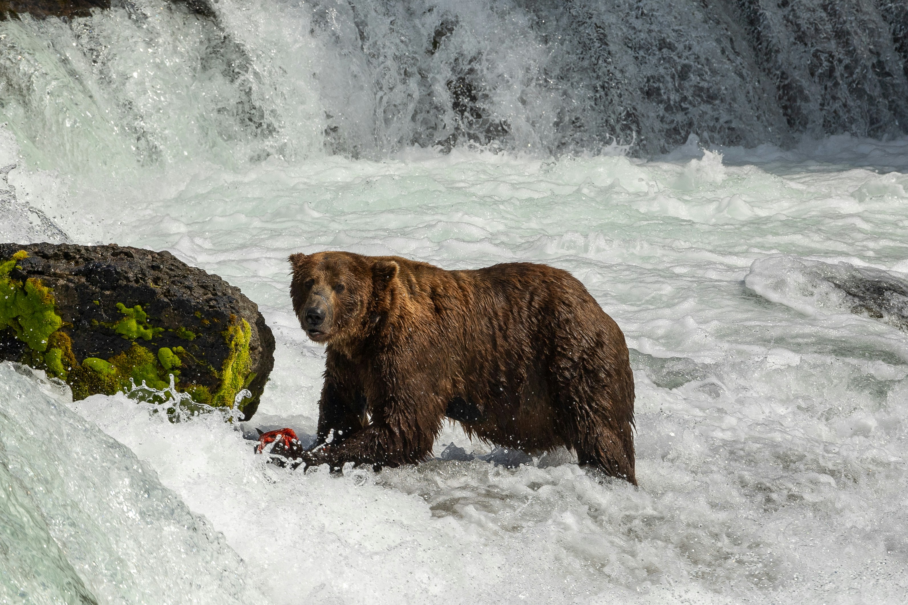 A brown bear standing in a river next to a waterfall photo – Free ...