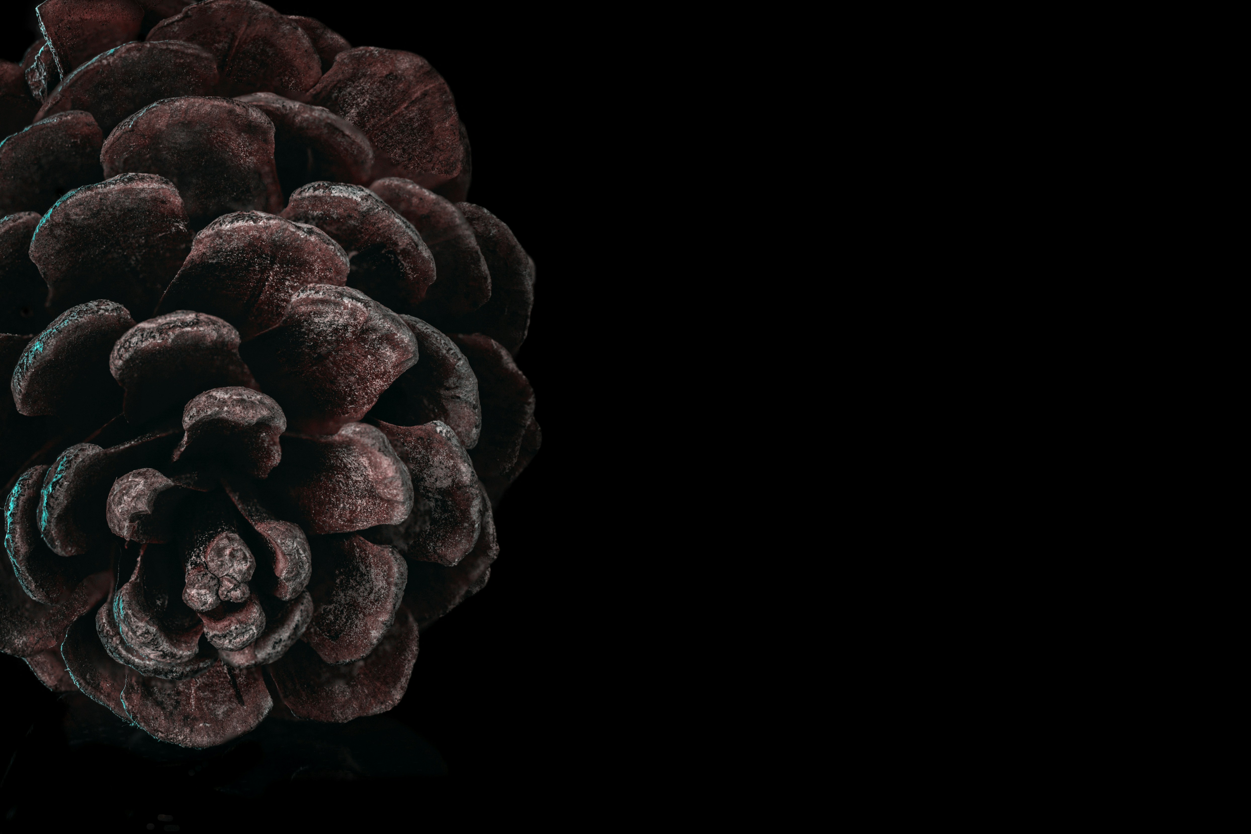 macro photo of a dry pine cone on a black background with room for copy