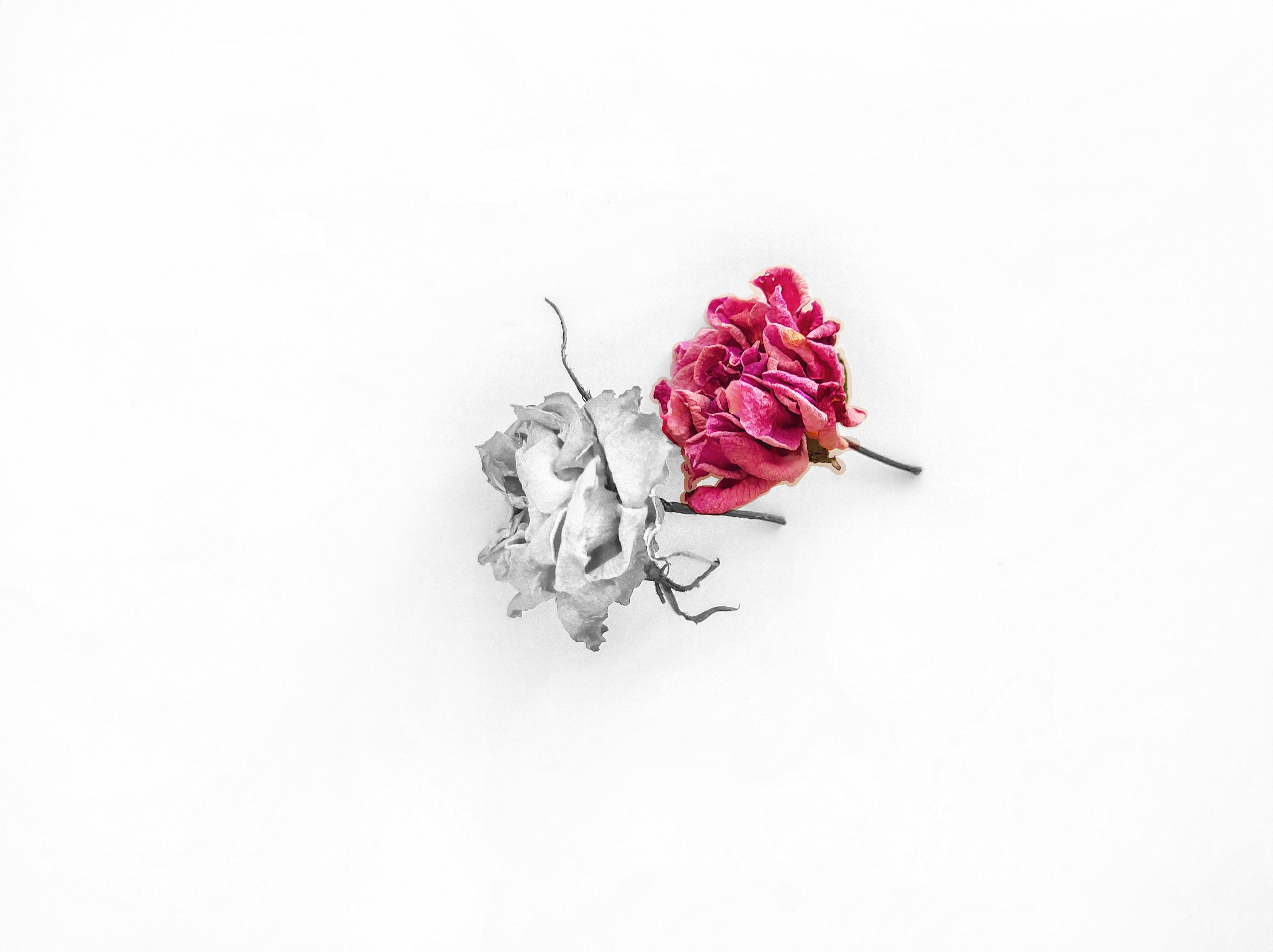 Pink Rose in Quiet Contrast: A Monochrome Bloom on White