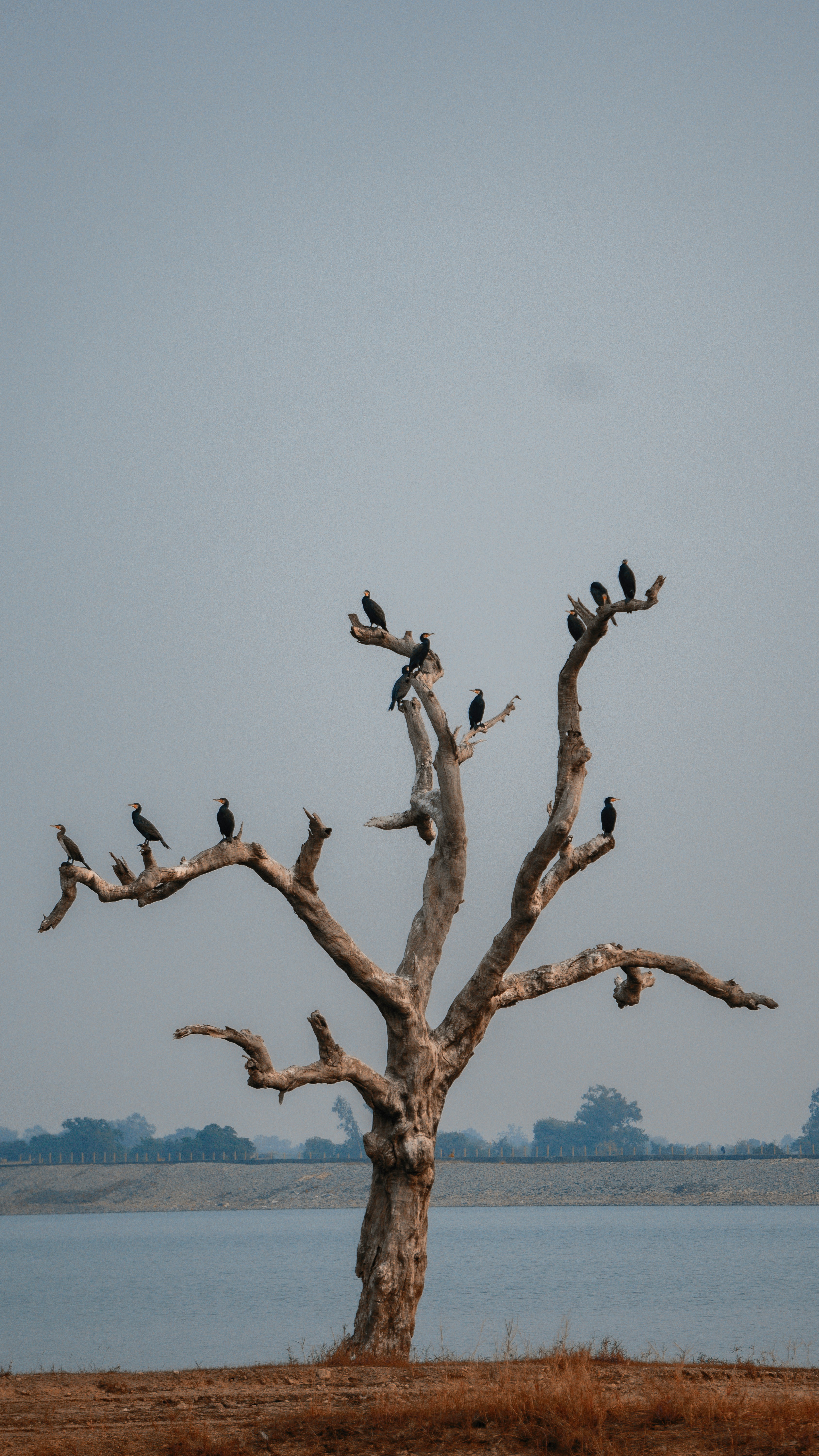 Weathered Tree, Quiet Lake: A Flock of Cormorants Perched Along the Gnarled Limbs
