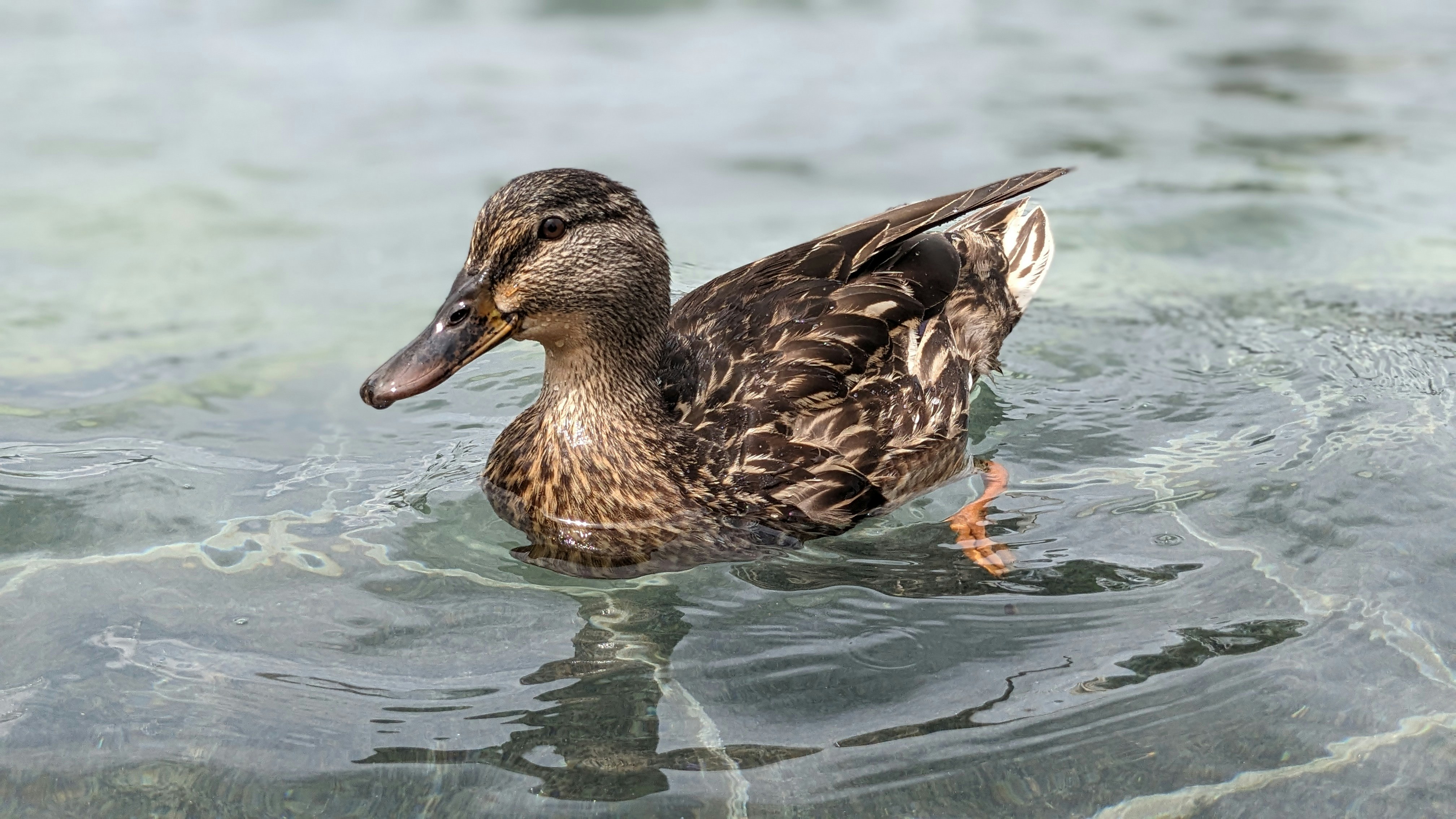 Photo by Manoj Joshi with Google Pixel 4a