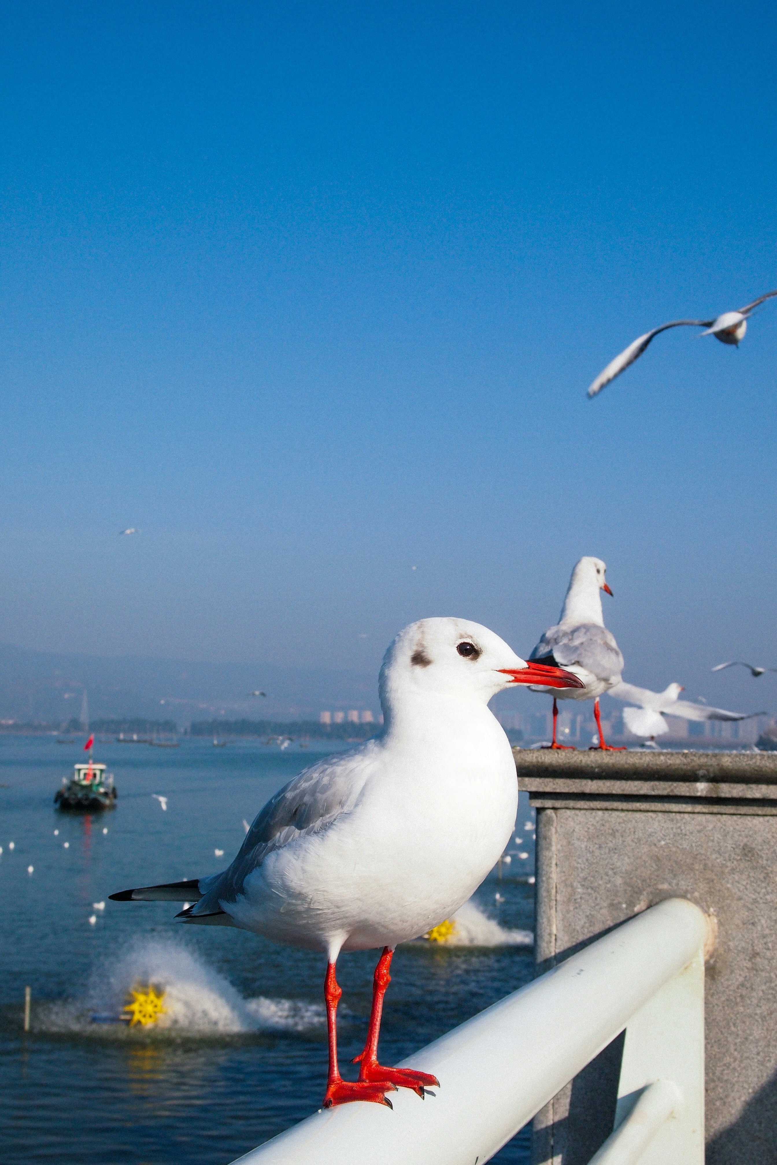A seagull is standing on a railing near the water