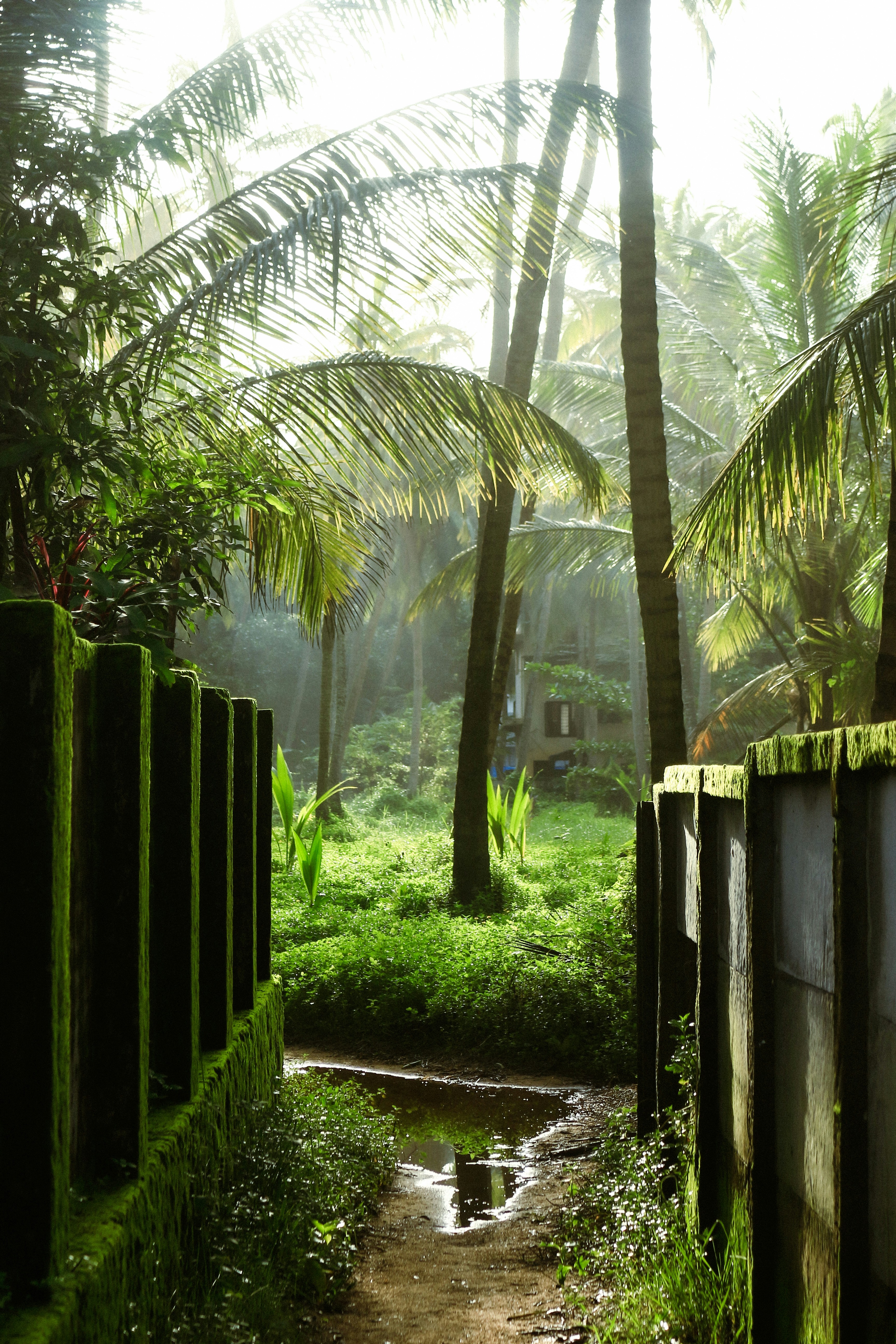 Verdant Gateway: Sunlit Path Between Mossy Walls