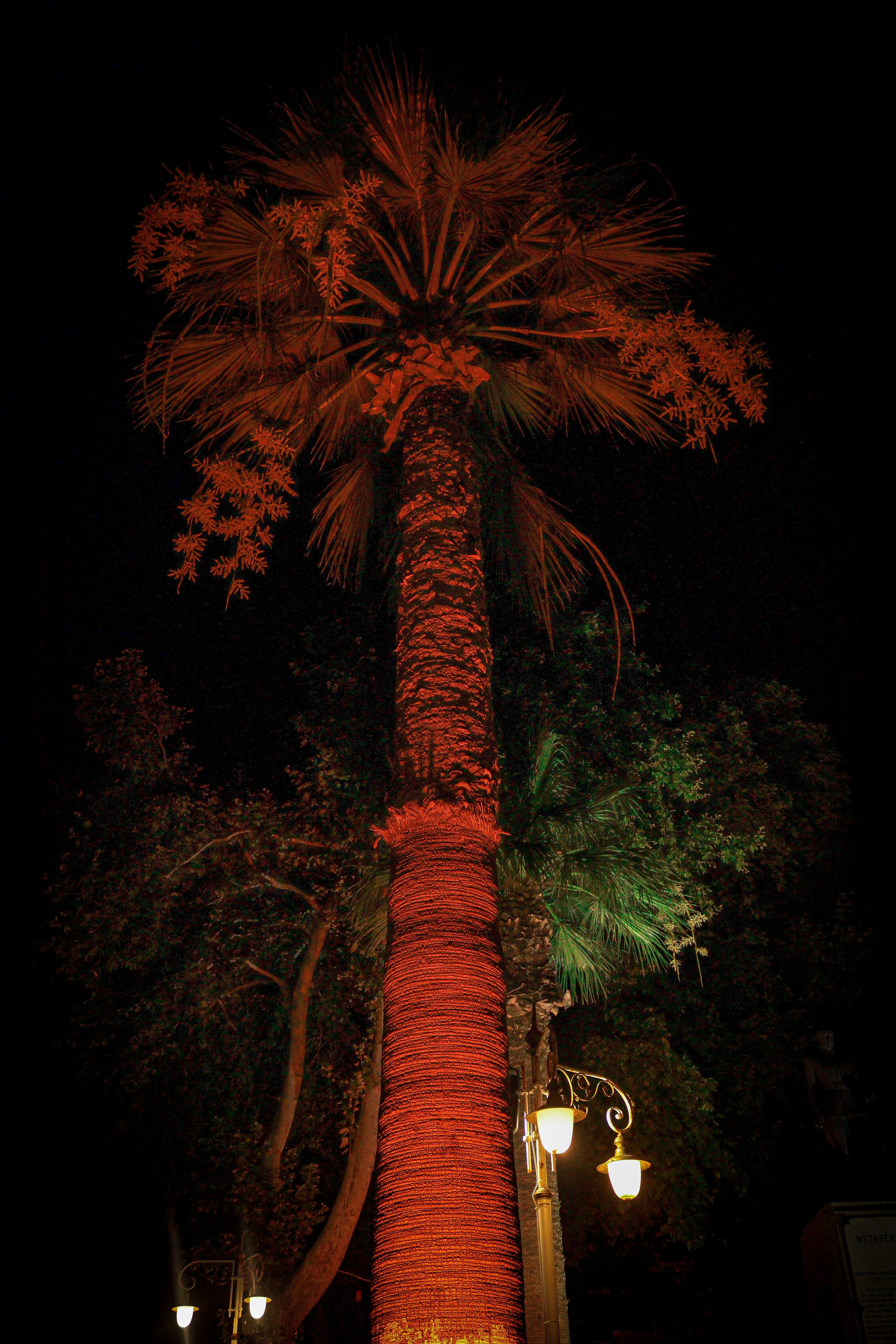 Tangerine Crown: Palm Tree Illuminated by Night Lanterns