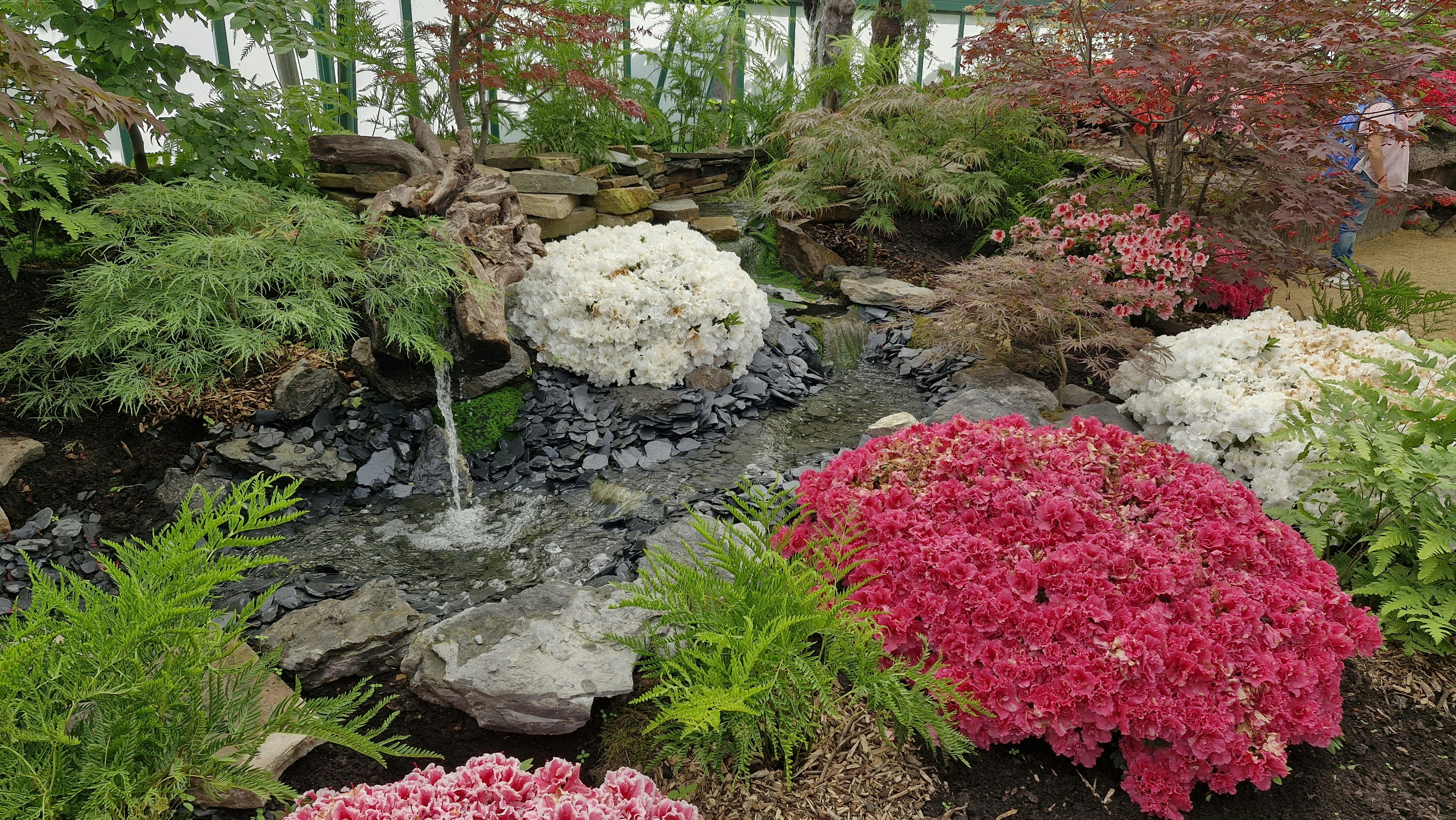 Crimson Azalea Framed by a Tranquil Rock Cascade