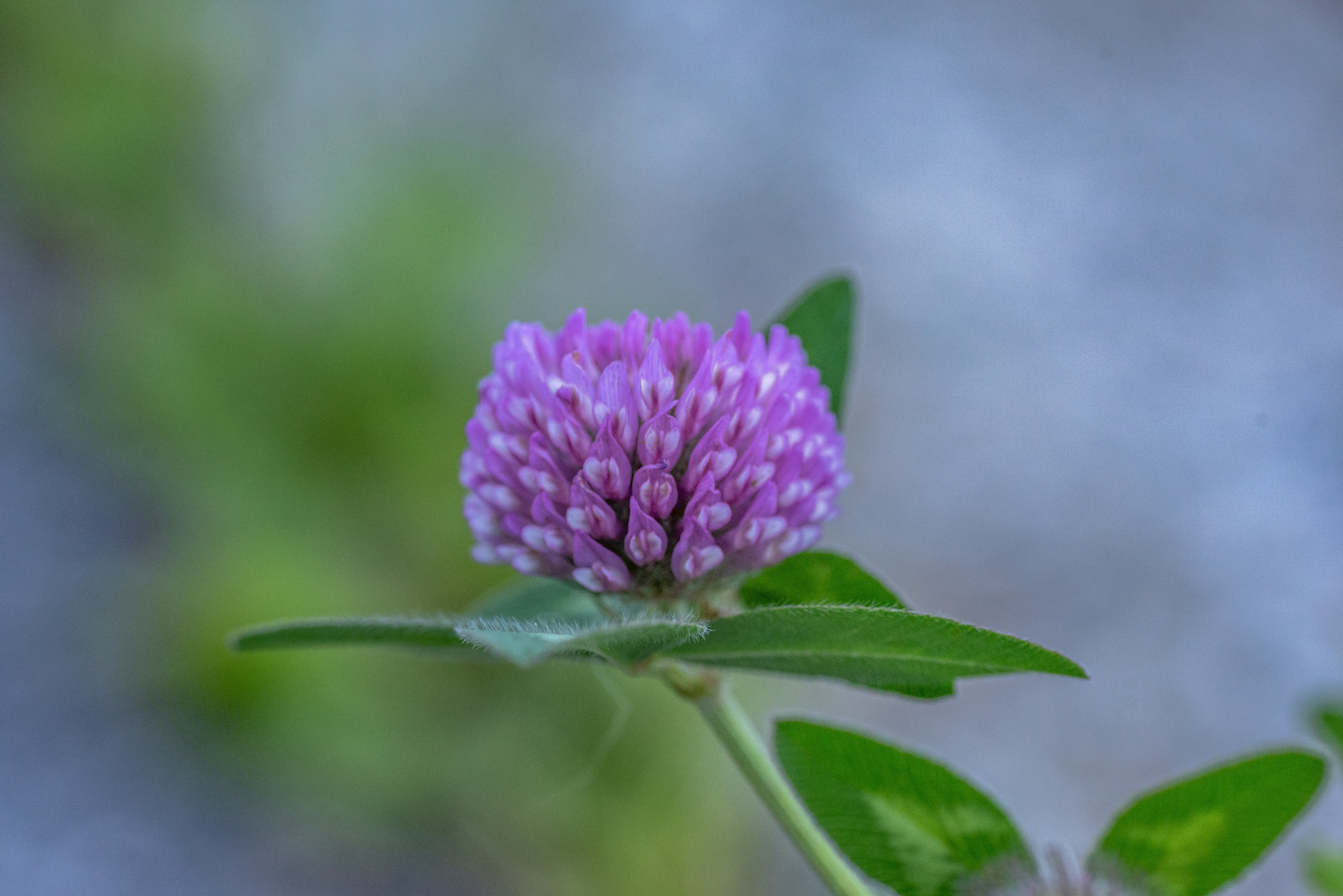 Purple Globe Blossom in Soft Focus Garden