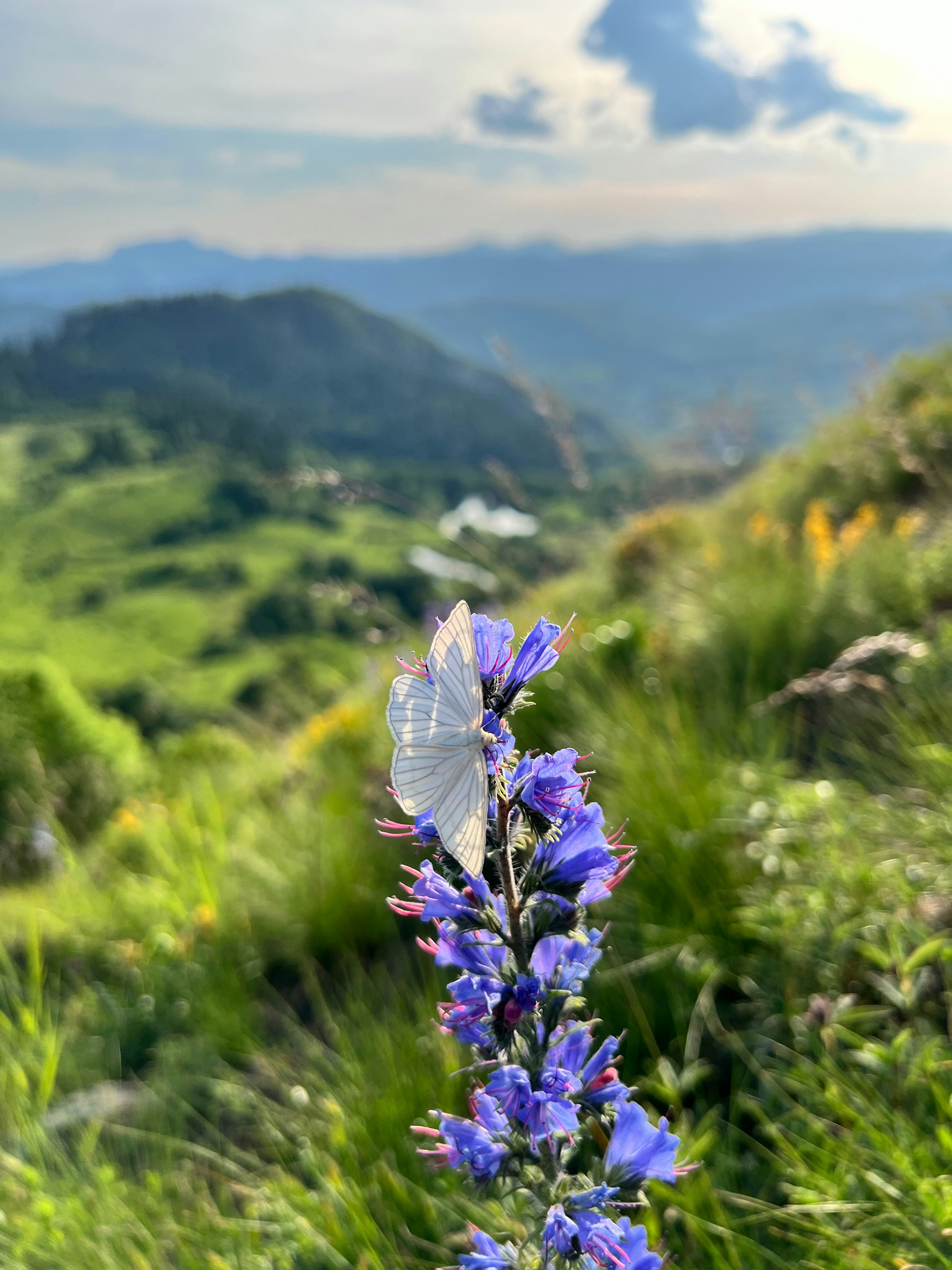 A purple flower in a field with mountains in the background