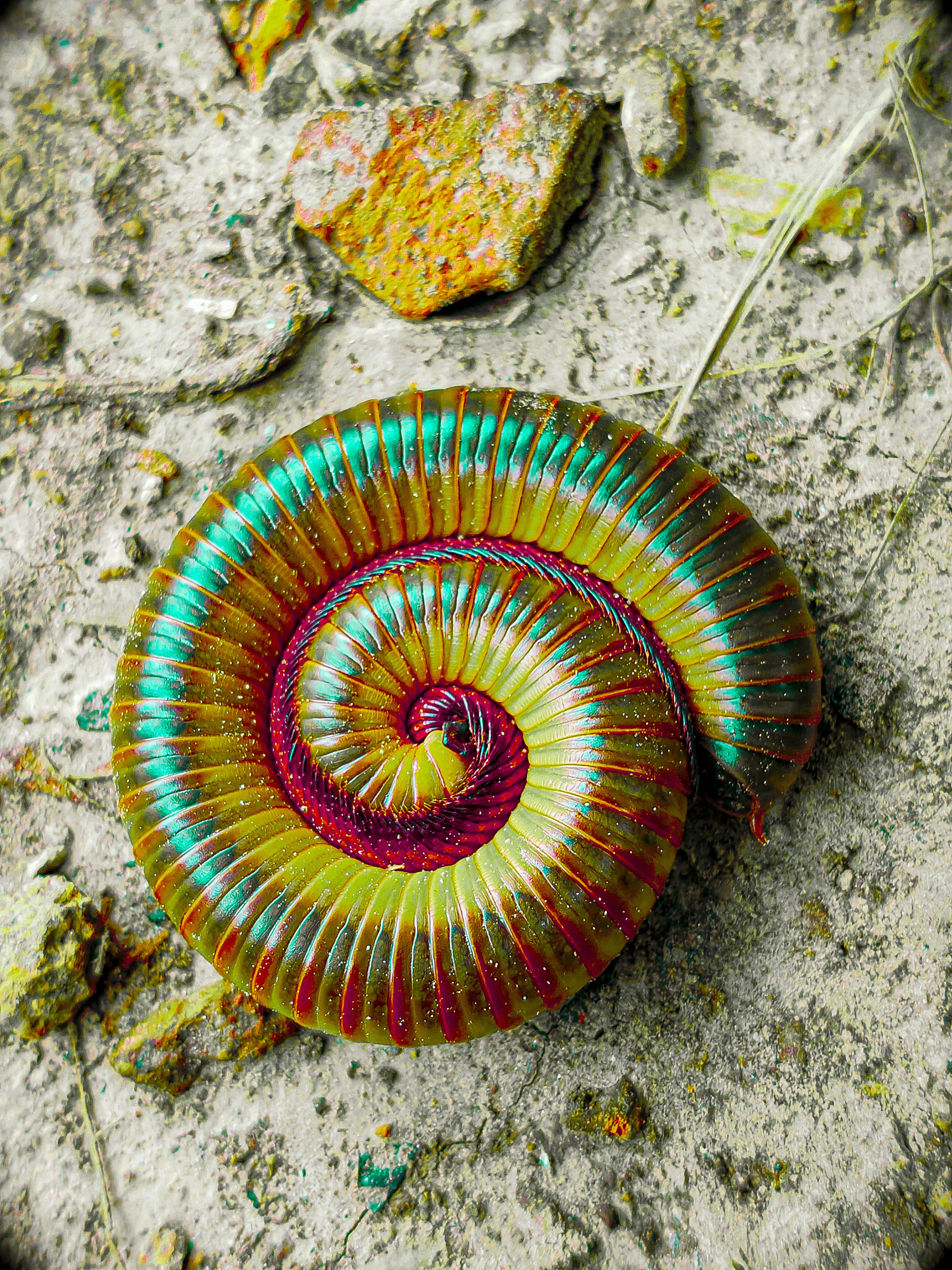 Colorful ammonite fossil resting on gritty sand, its iridescent bands and spiral structure highlighted in a high-detail macro shot.