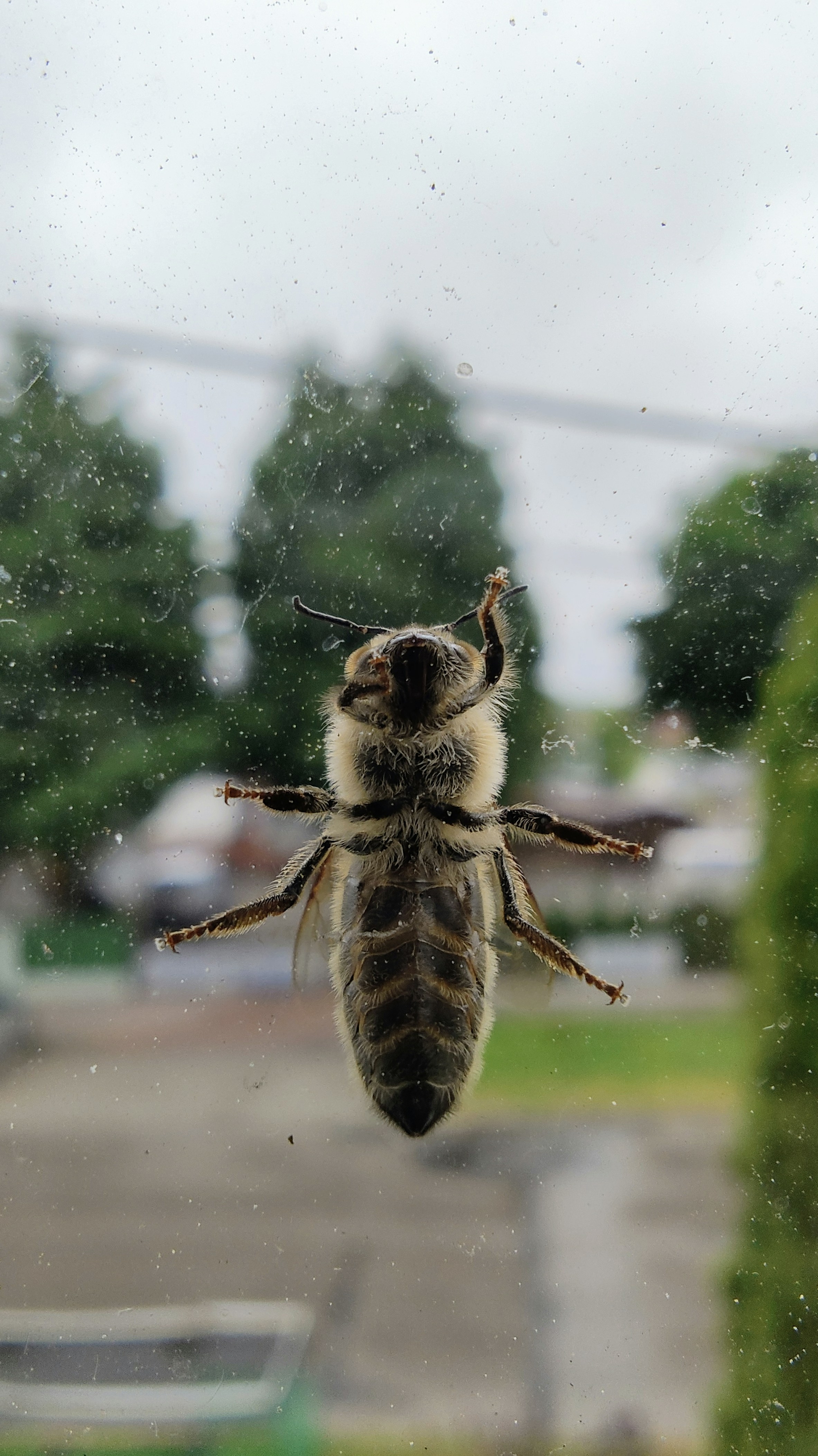 A bug hanging upside down on a window photo – Free Bee Image on Unsplash