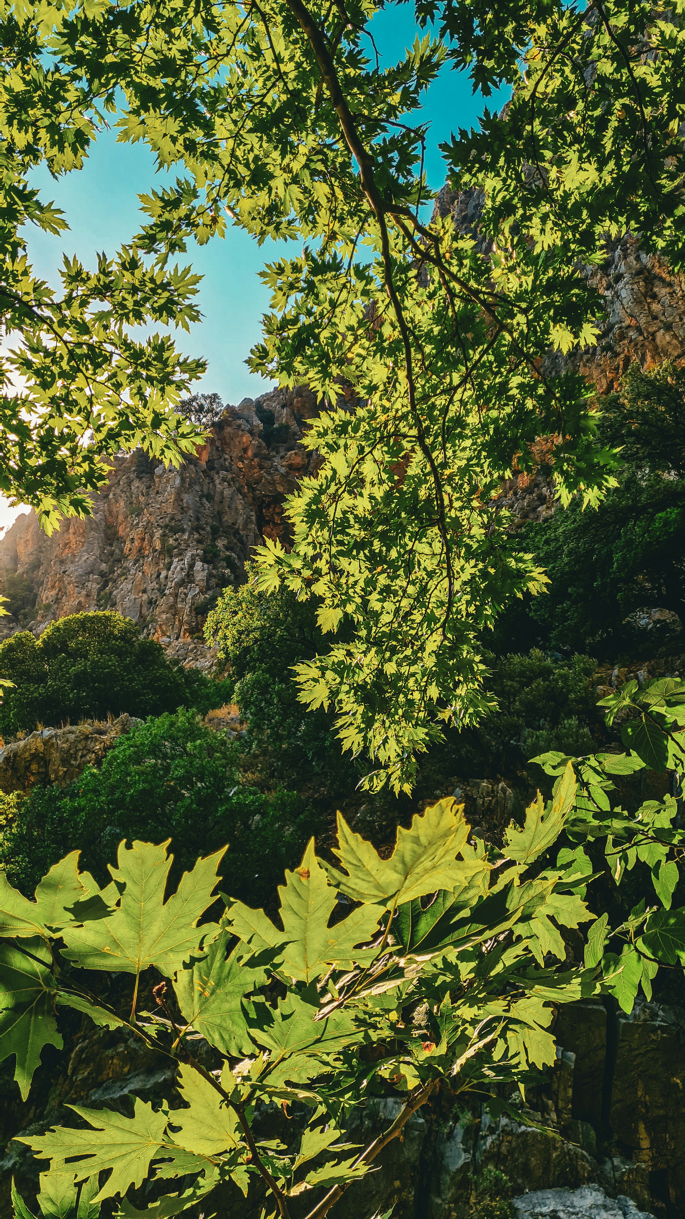 A forest filled with lots of green trees photo – Free Oren Image on ...