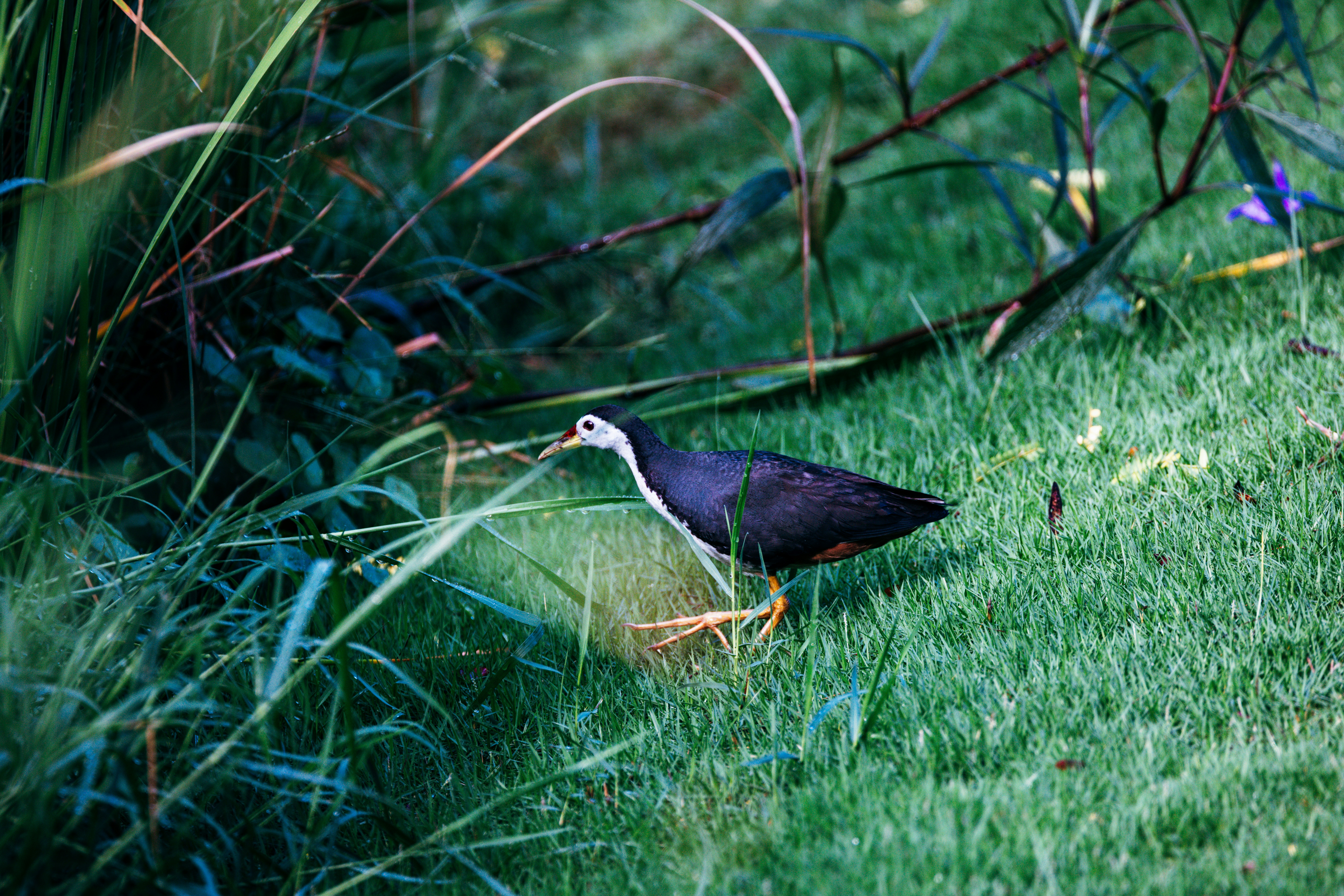 Moorhen Patrols the Velvet Margin of a Quiet Garden