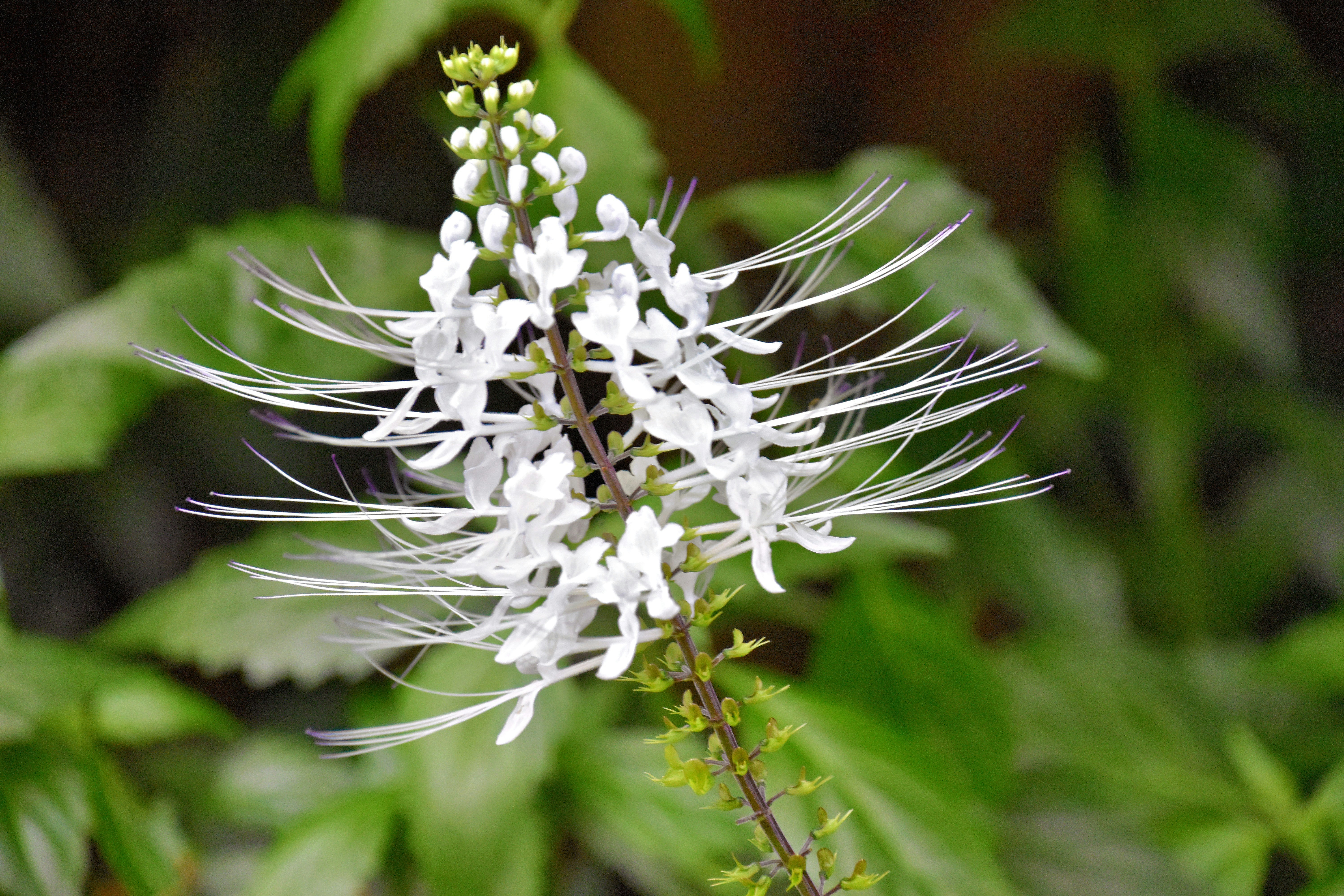 White plume flower with delicate filaments arching from a central spike