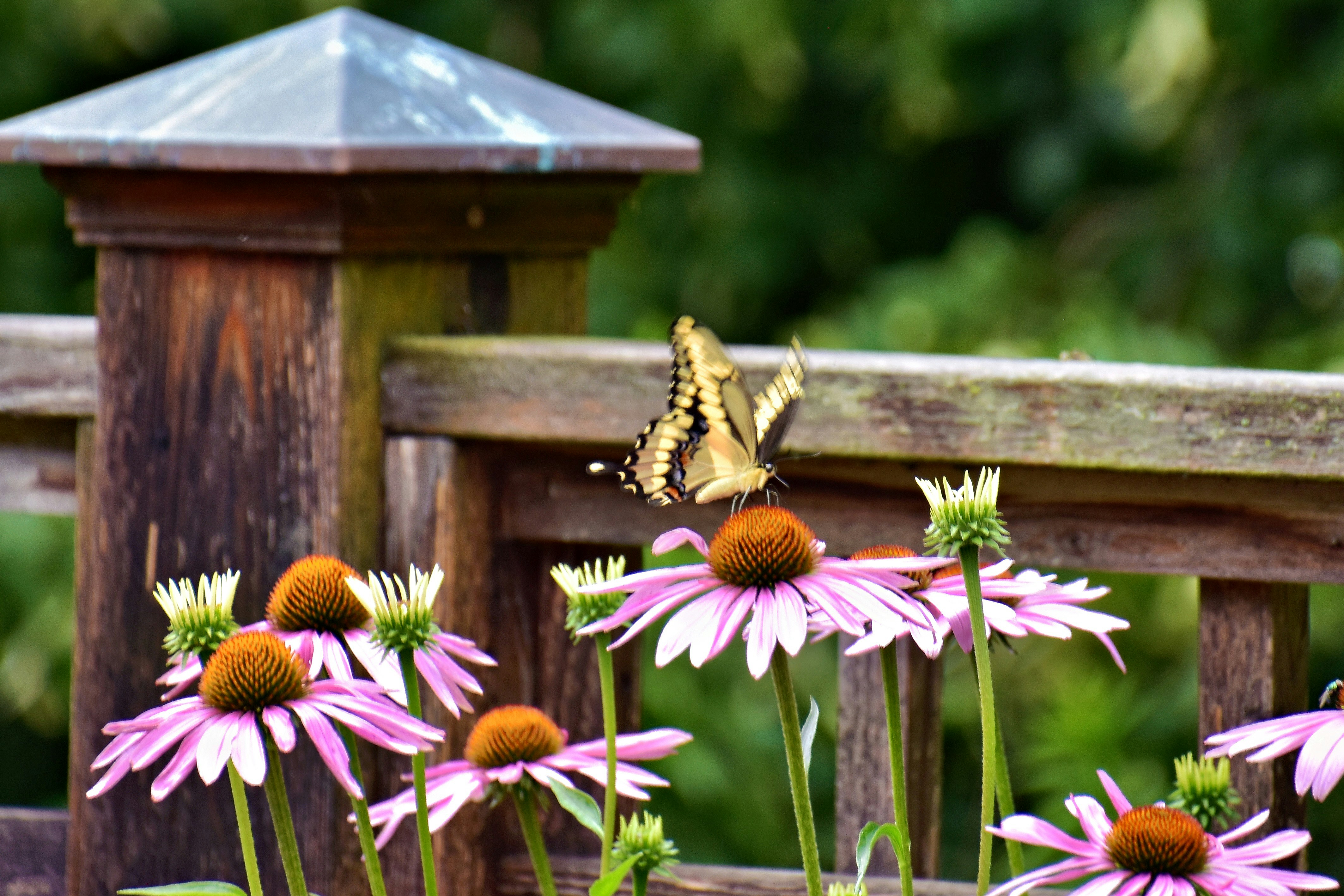 Butterfly in the Pink: A Tiny Acrobat on Coneflowers