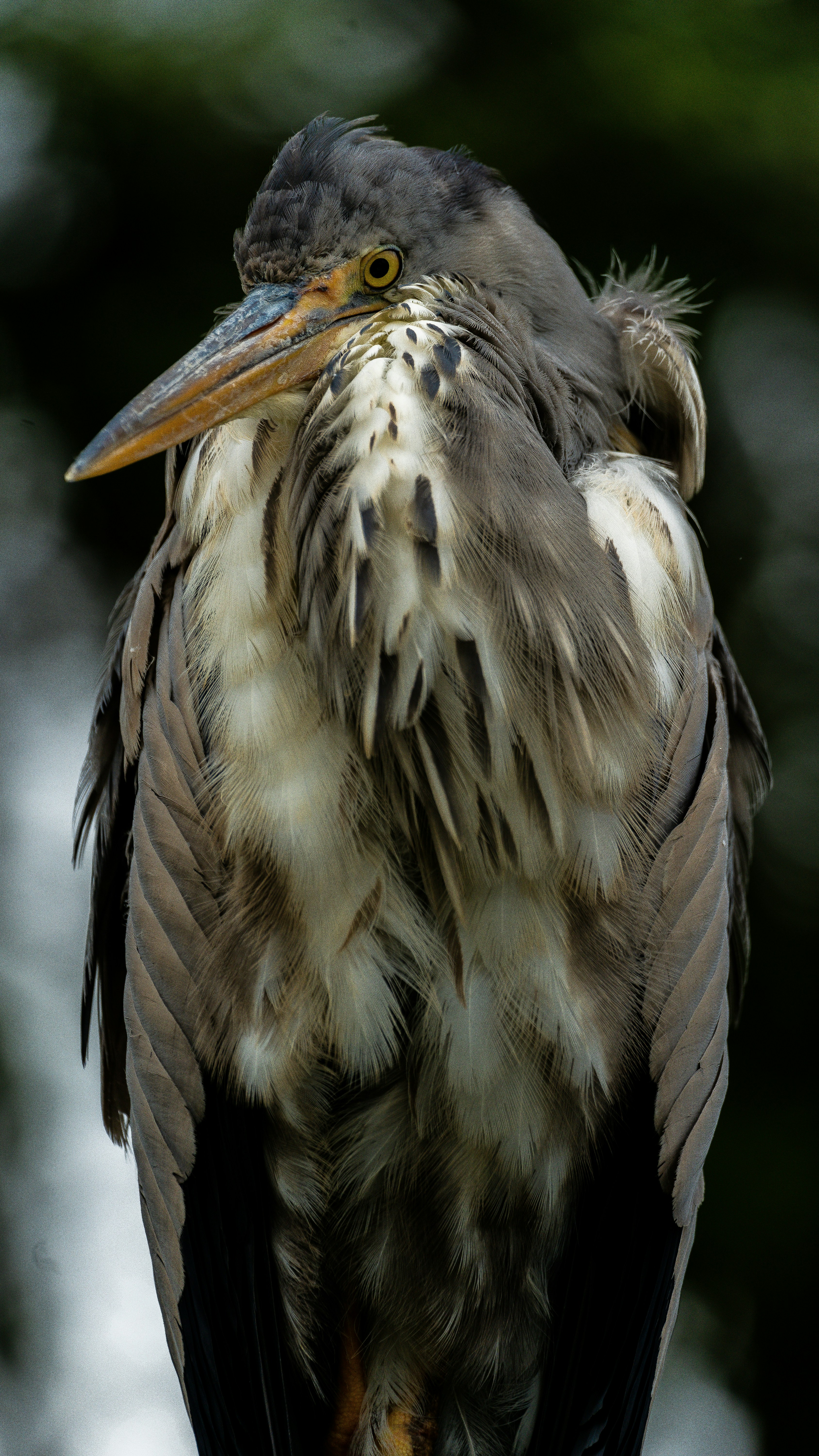 Portrait of a Grey Heron: A Keen Eye Through Ragged Feathers