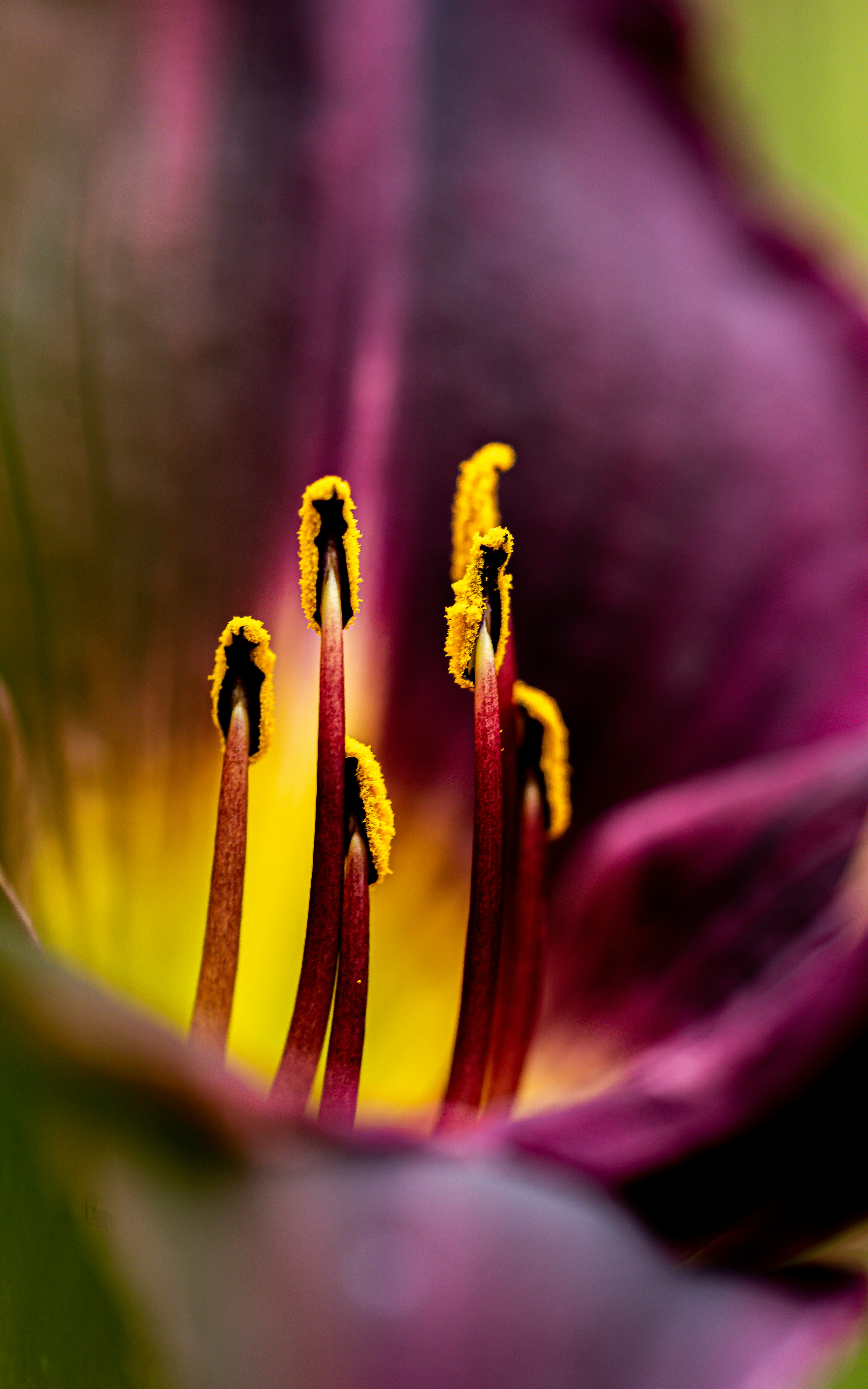 Gold-tipped Anthers Rise from Crimson Filaments in a Velvet Violet Bloom