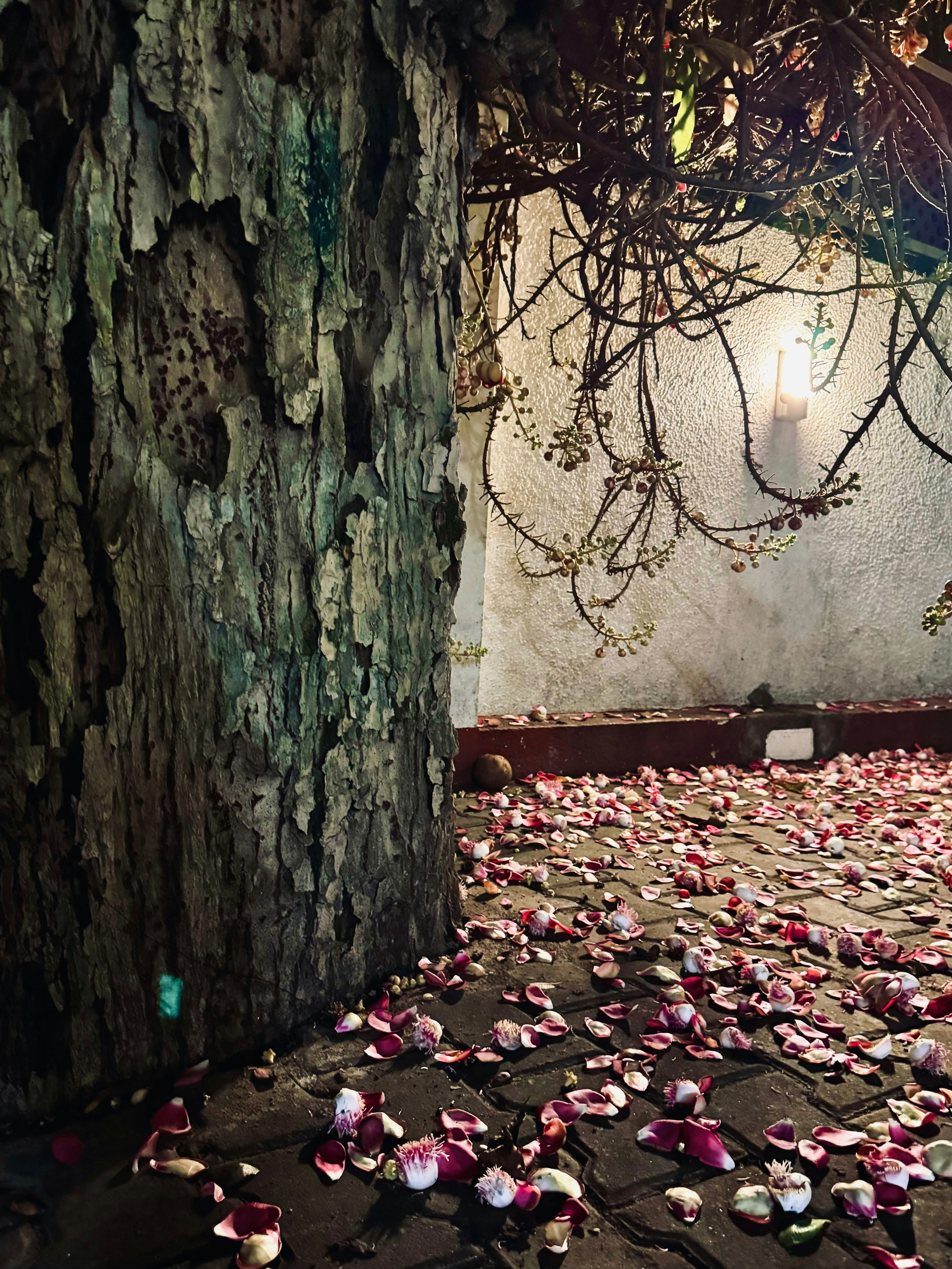 Dusk-Lit Courtyard: Petals at the Foot of a Mossy Trunk