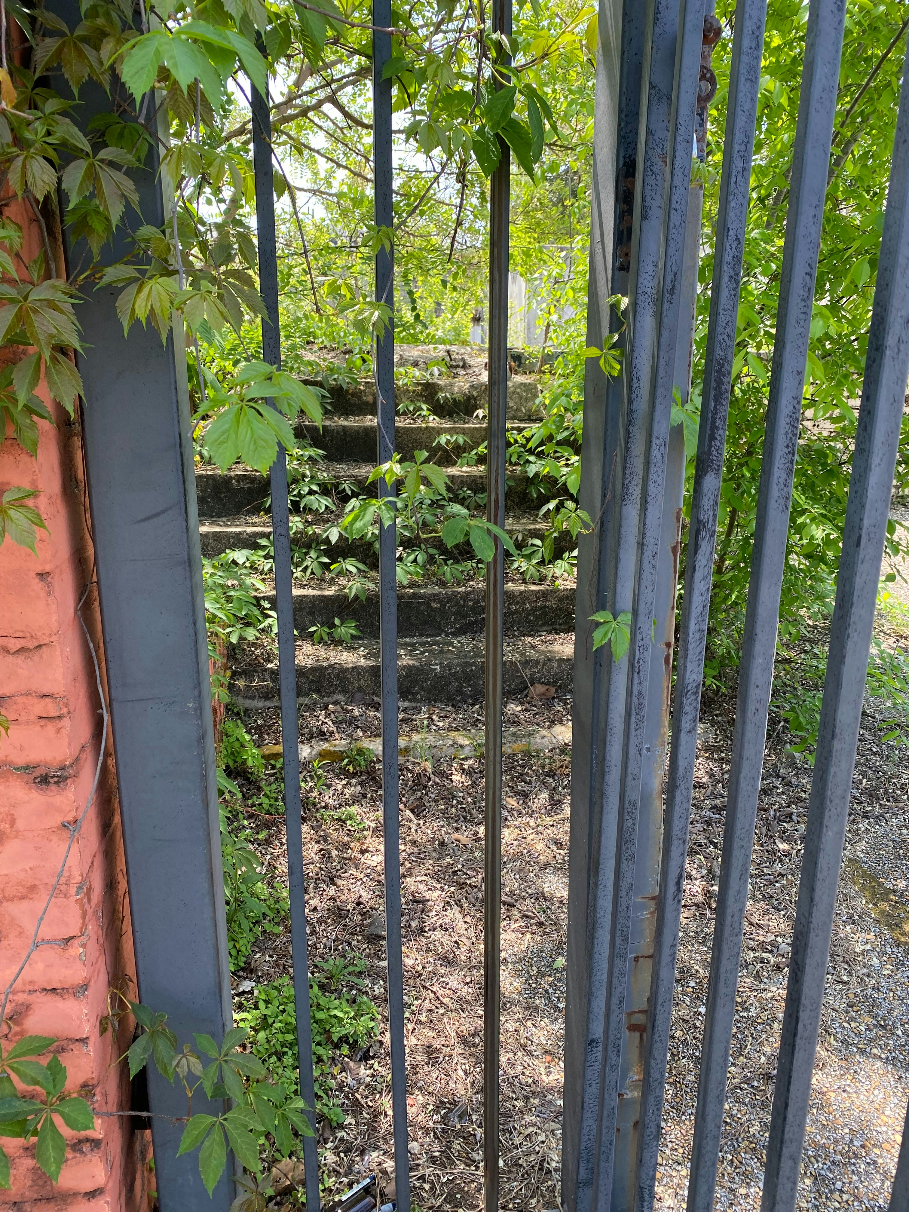 Verdant Gate: Ivy-Framed Steps to a Hidden Courtyard