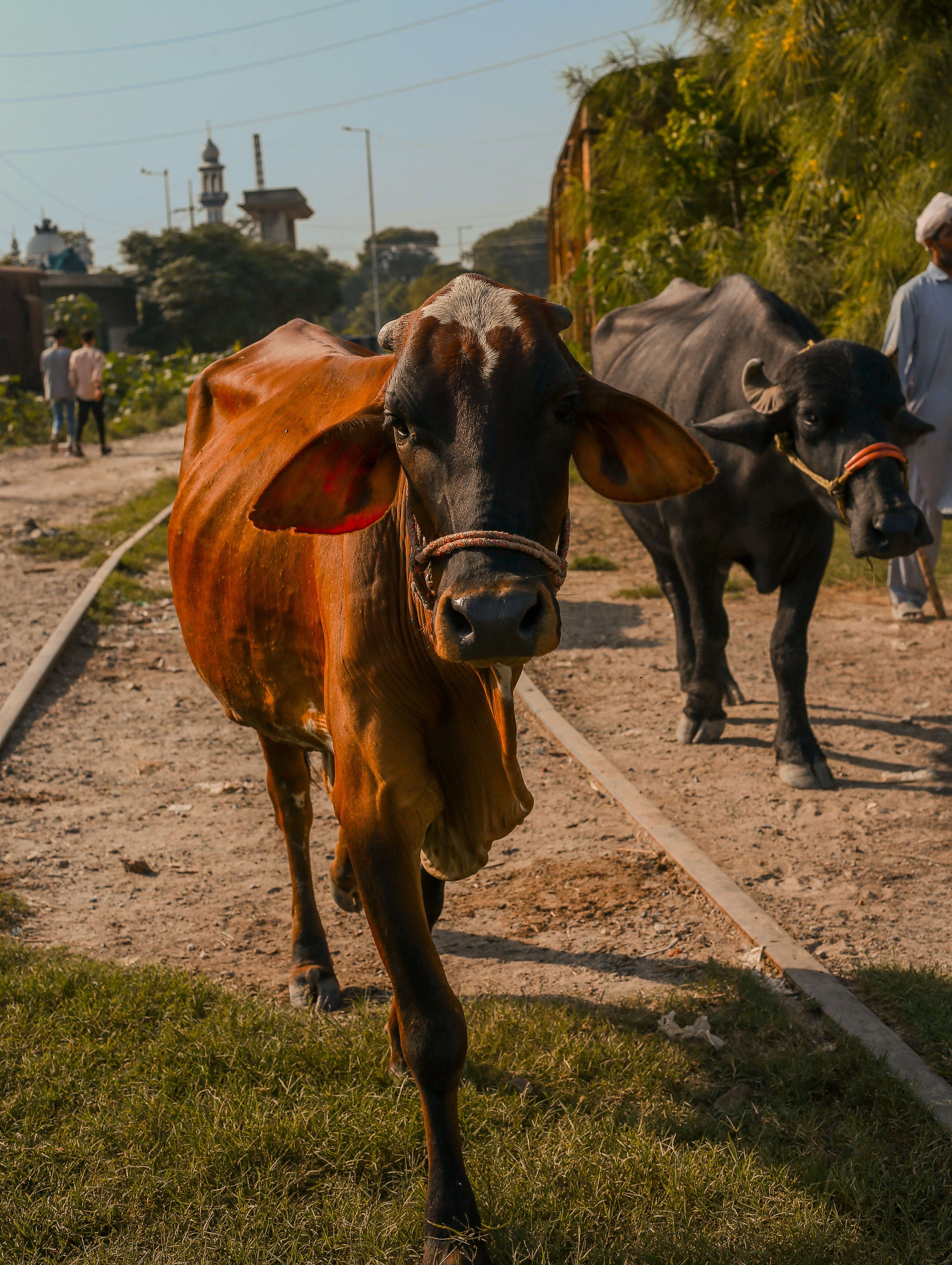 Front-Row Bull: A March Along the Rail