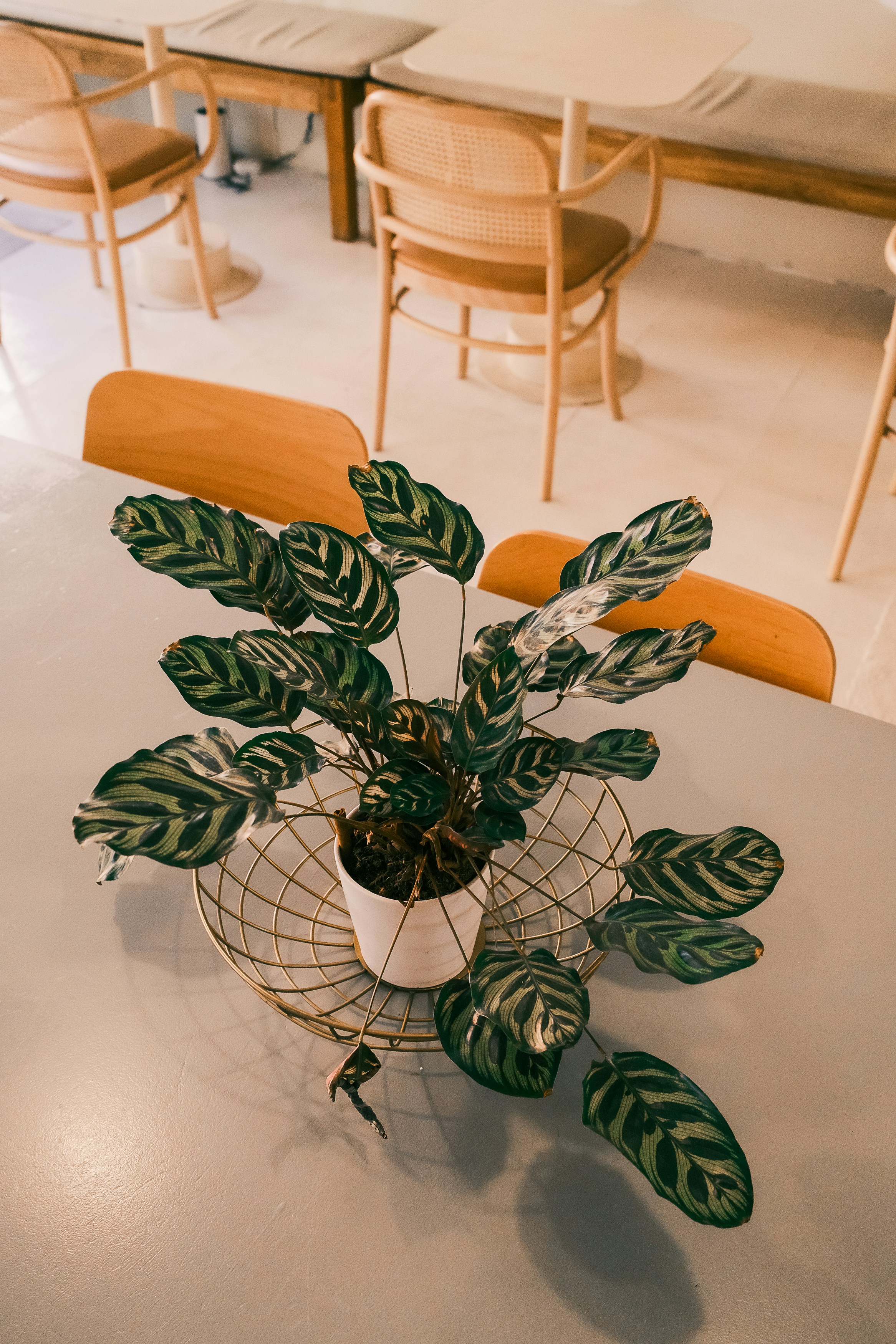 Dieffenbachia Centerpiece: Green Veins in a Quiet Café