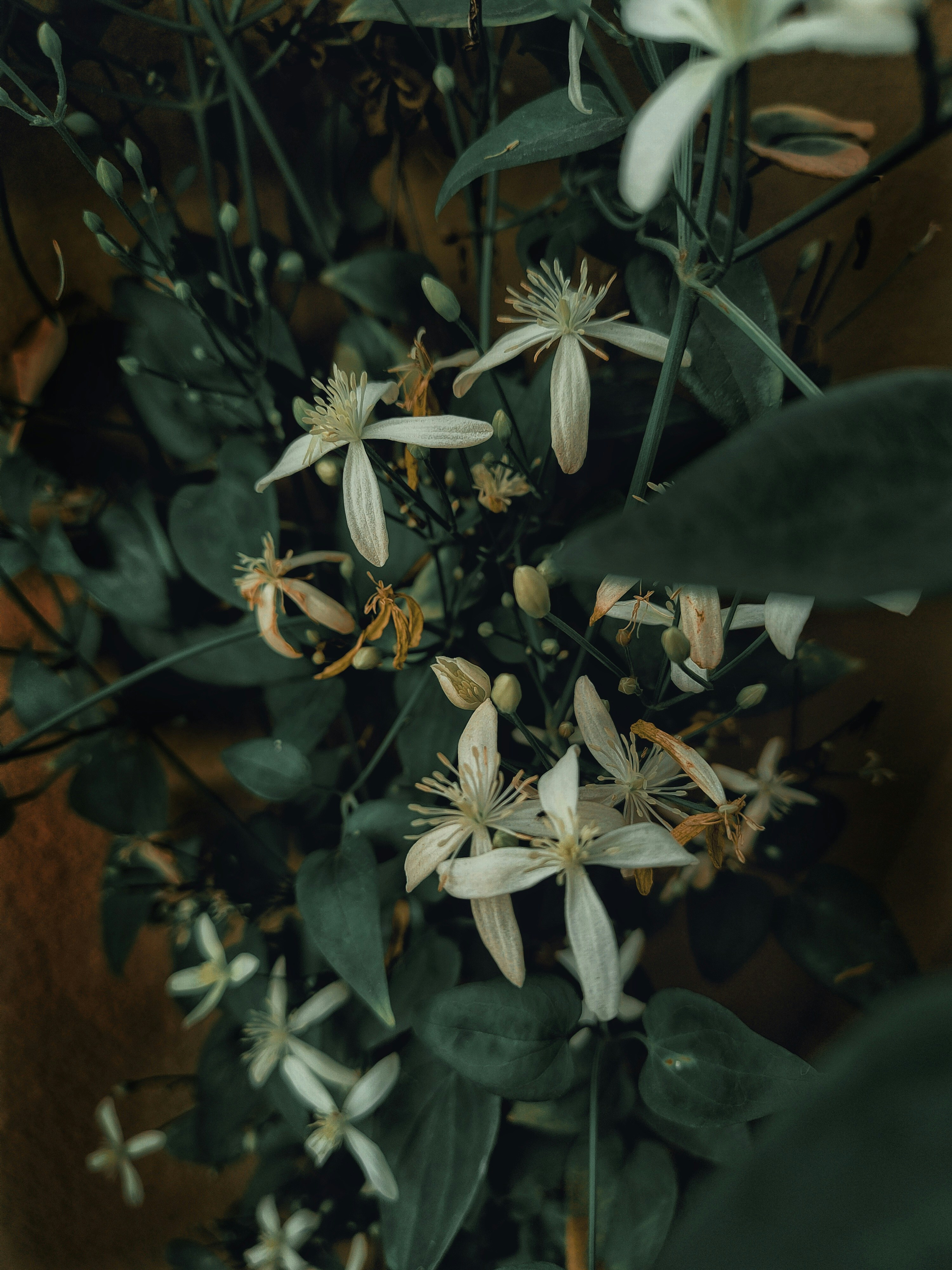 Cluster of pale white star-like flowers and green foliage with soft, moody lighting; a botanical close-up highlighting delicate petals and texture. (Logo-free macro plant shot)