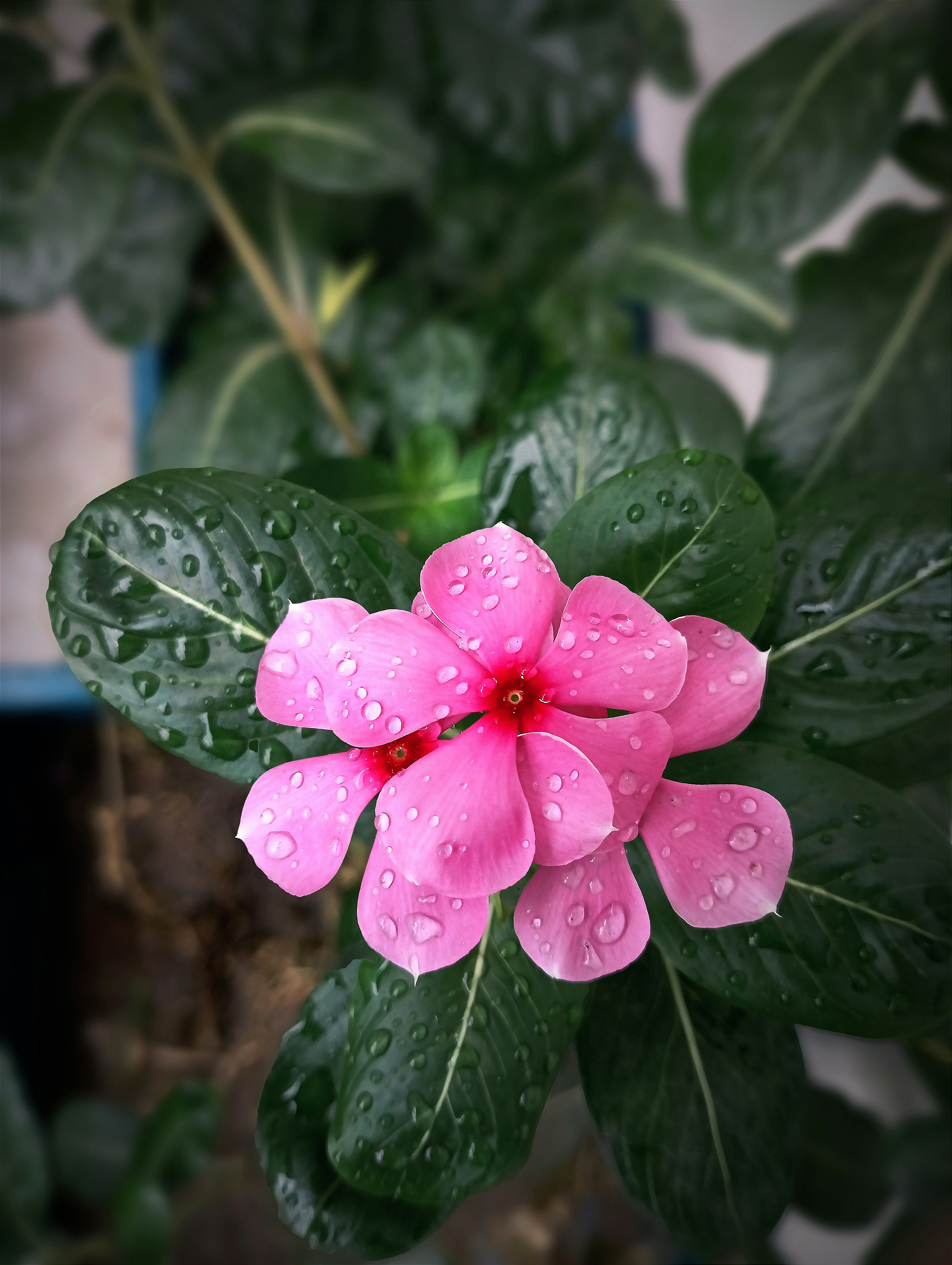 A pink flower with water droplets on it photo – Free Flower Image on ...