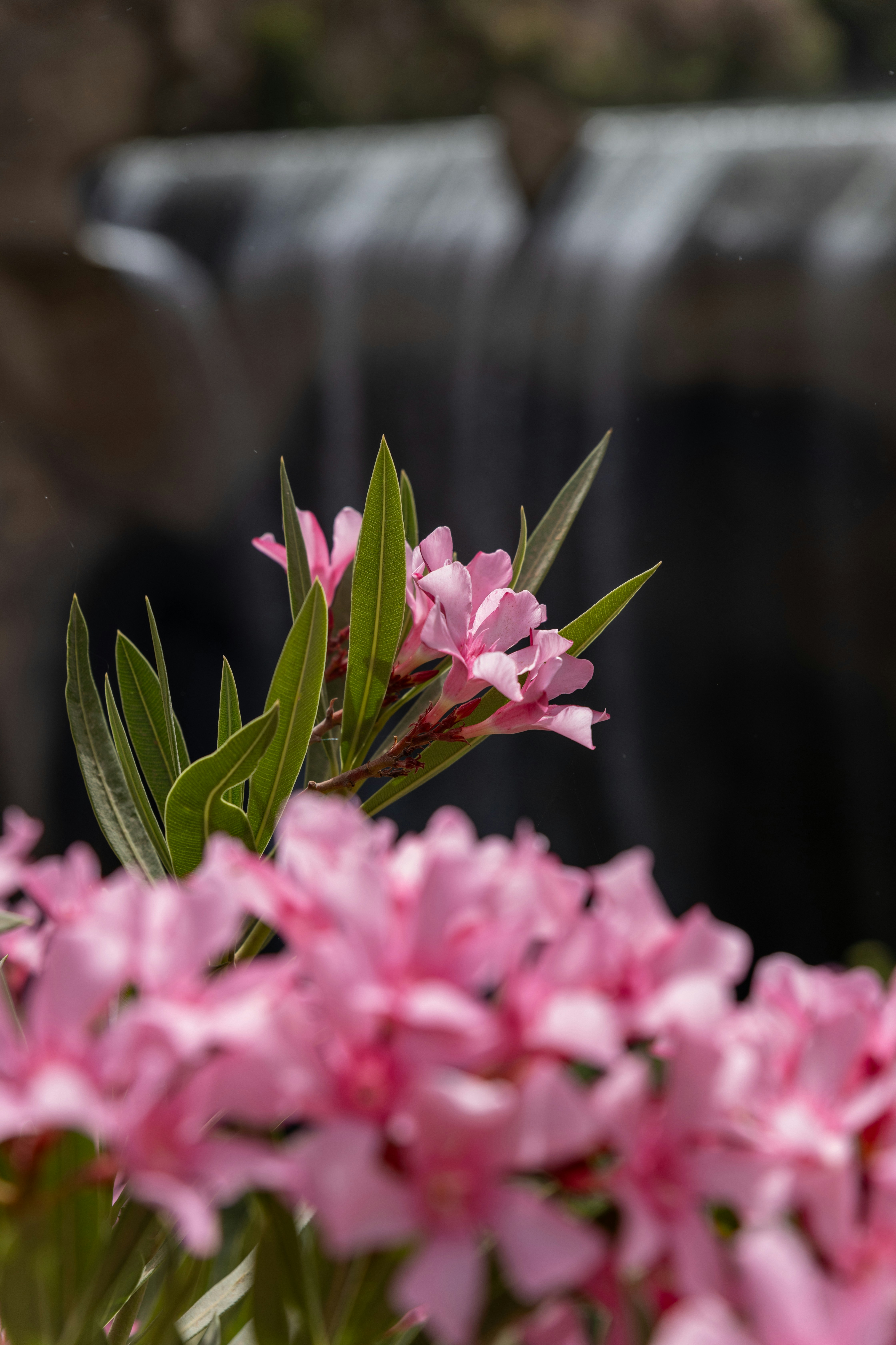 Pink Azalea Close-Up Against a Velvet Waterfall Backdrop
