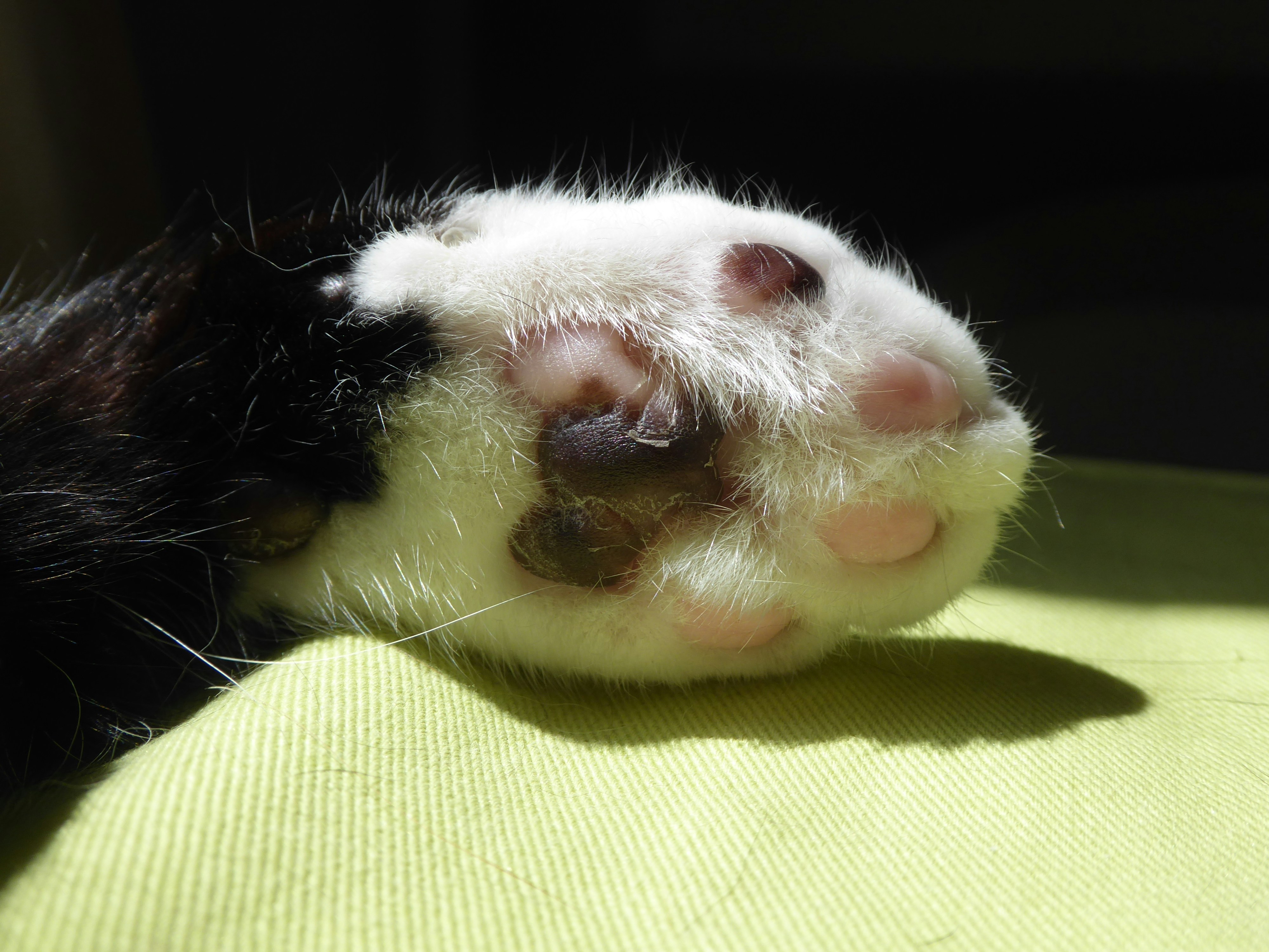 Brown and pink pads on a cat paw
