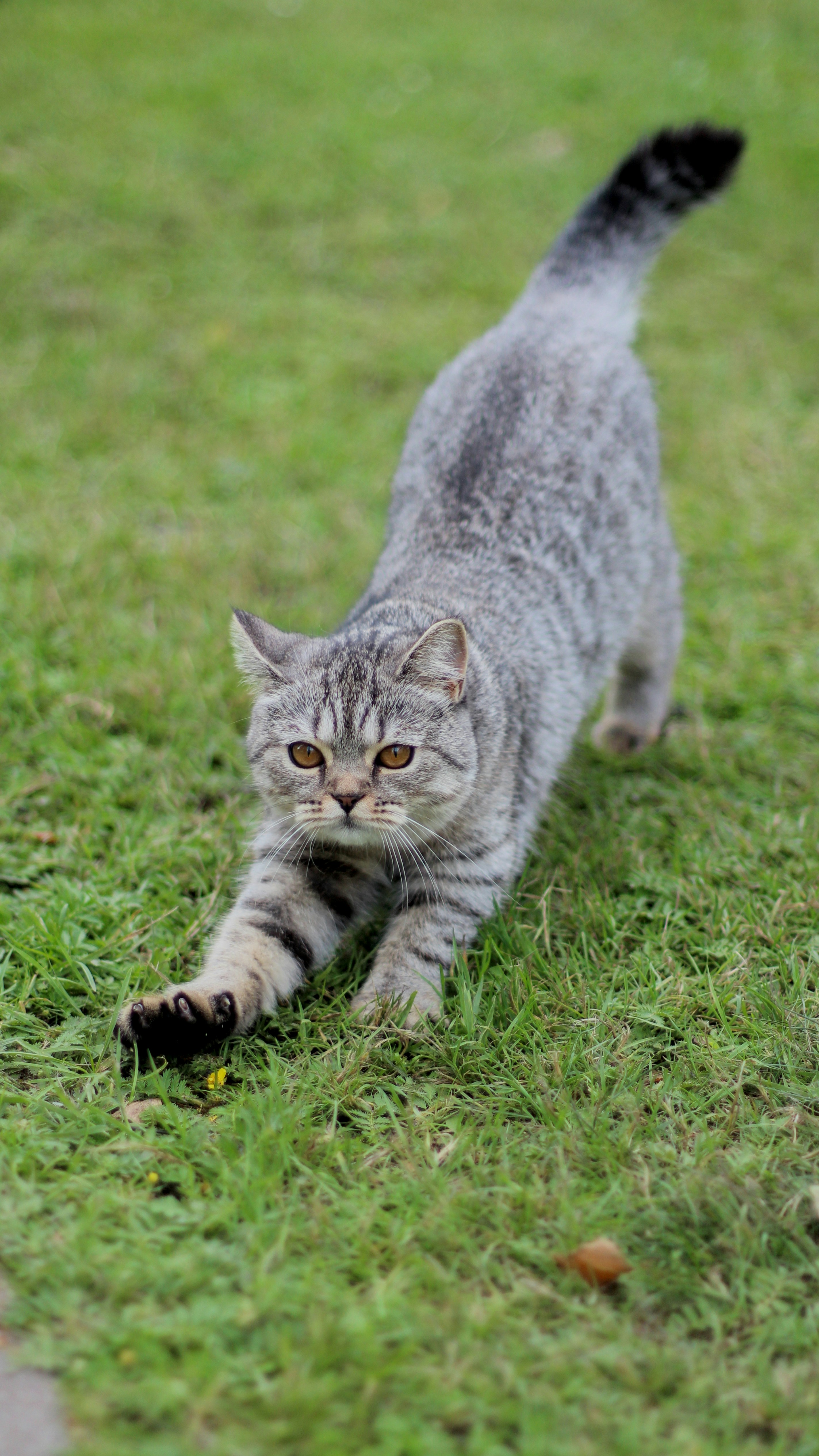 Ground-Level Prowl: Gray tabby glides across a sunlit lawn