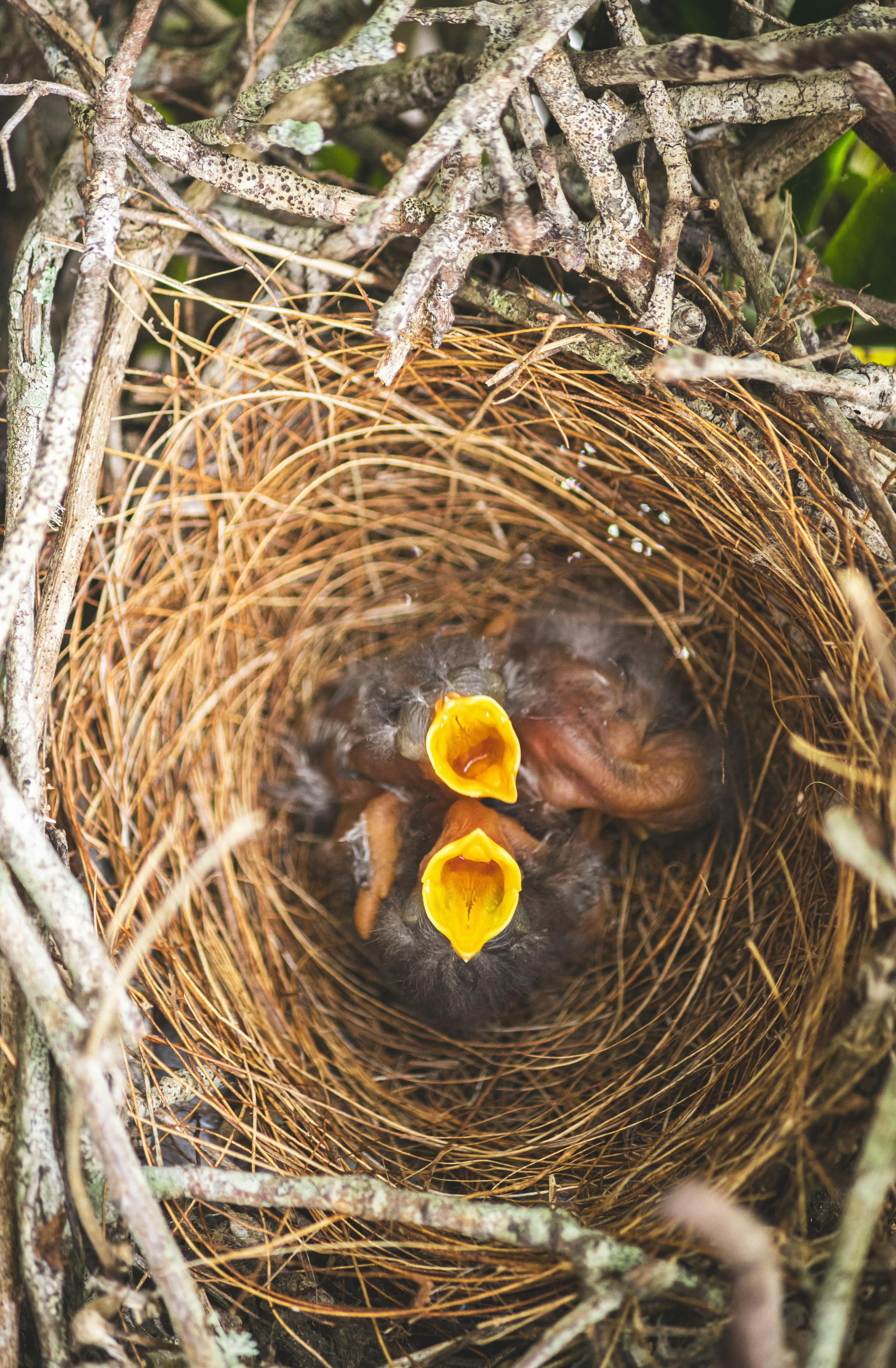 Two Yellow-Mouthed Nestlings in a Woven Cradle