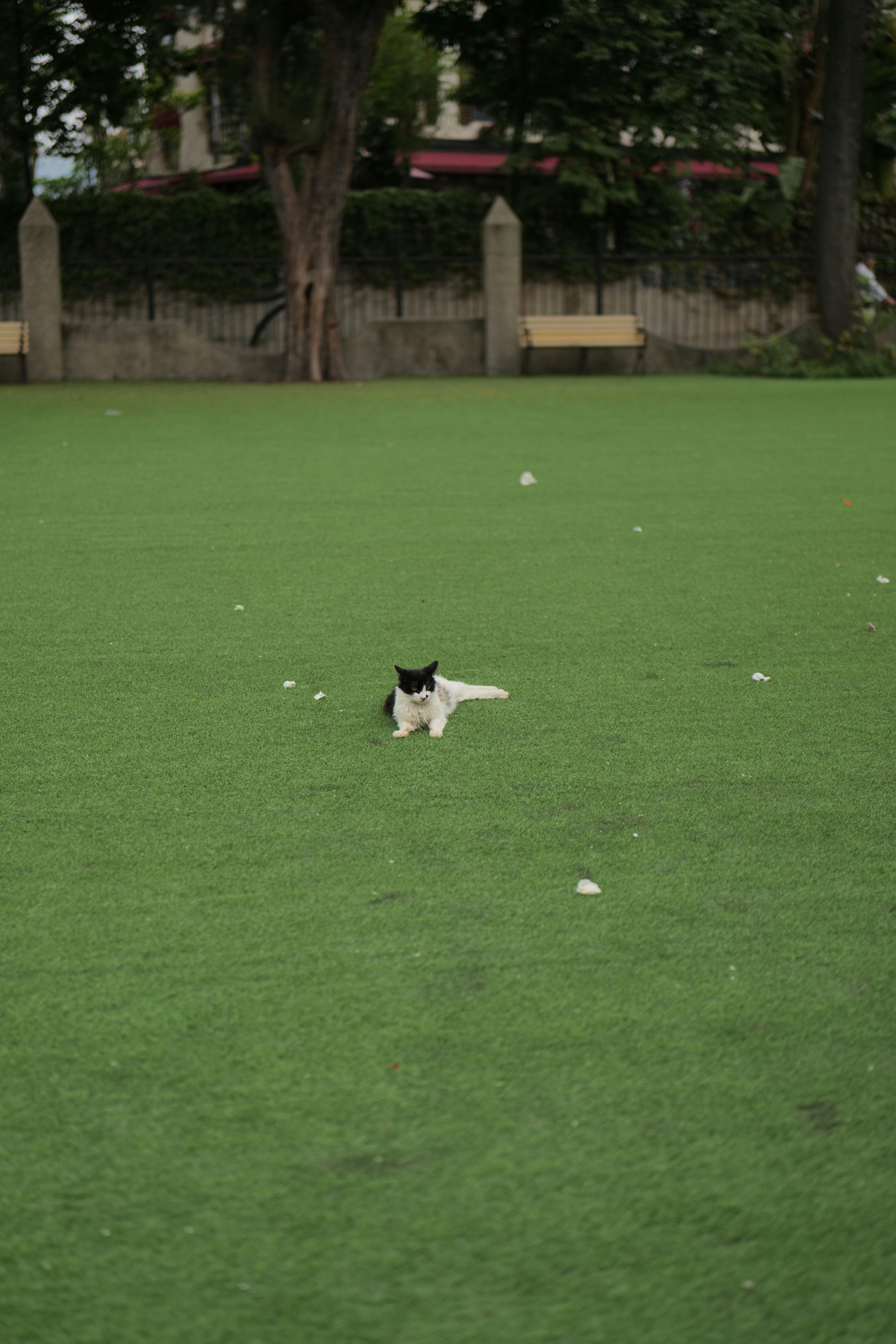 A dog chasing a frisbee in a park photo – Free Cat Image on Unsplash