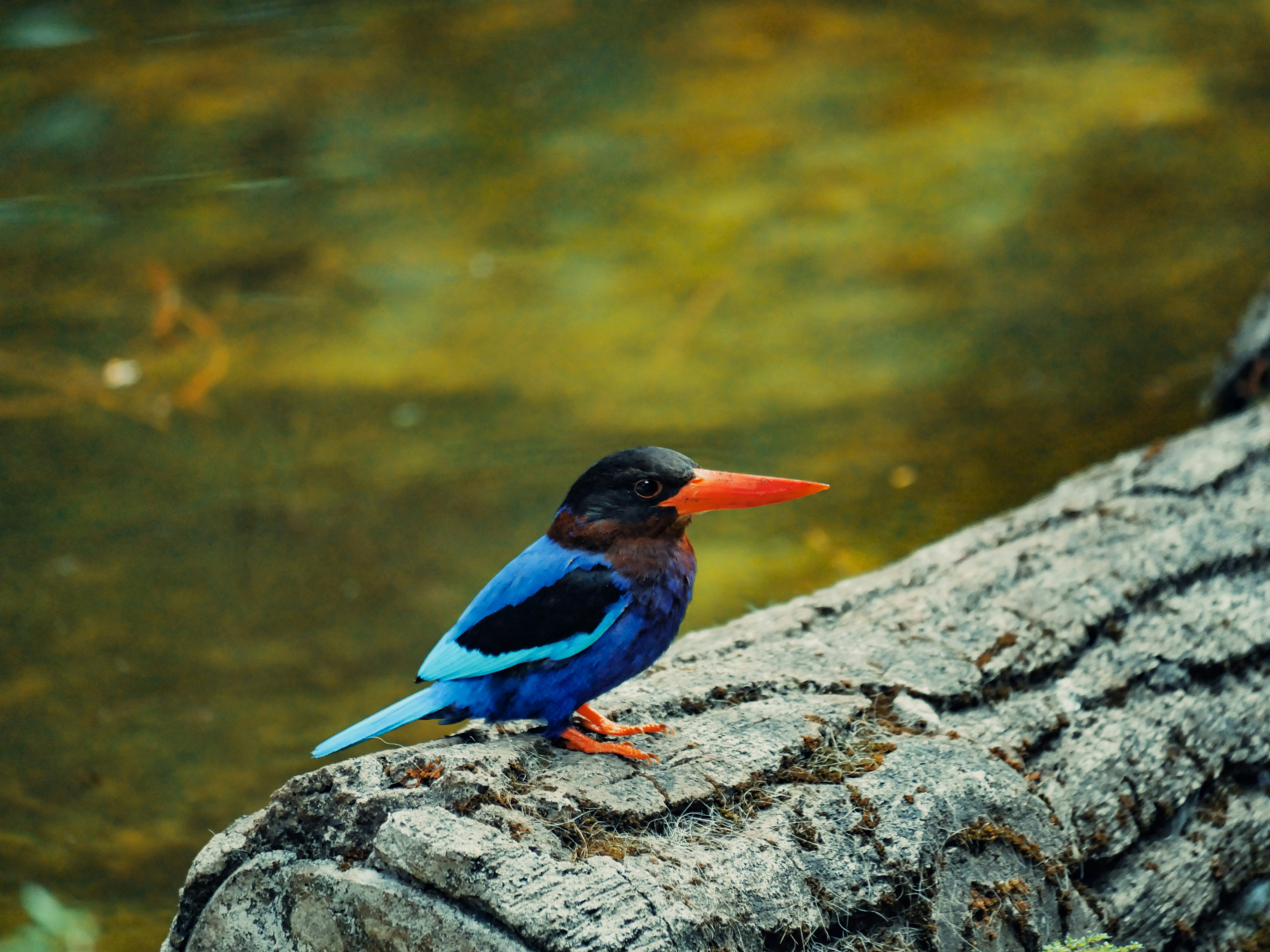 Azure Kingfisher Perched on Weathered River Rock