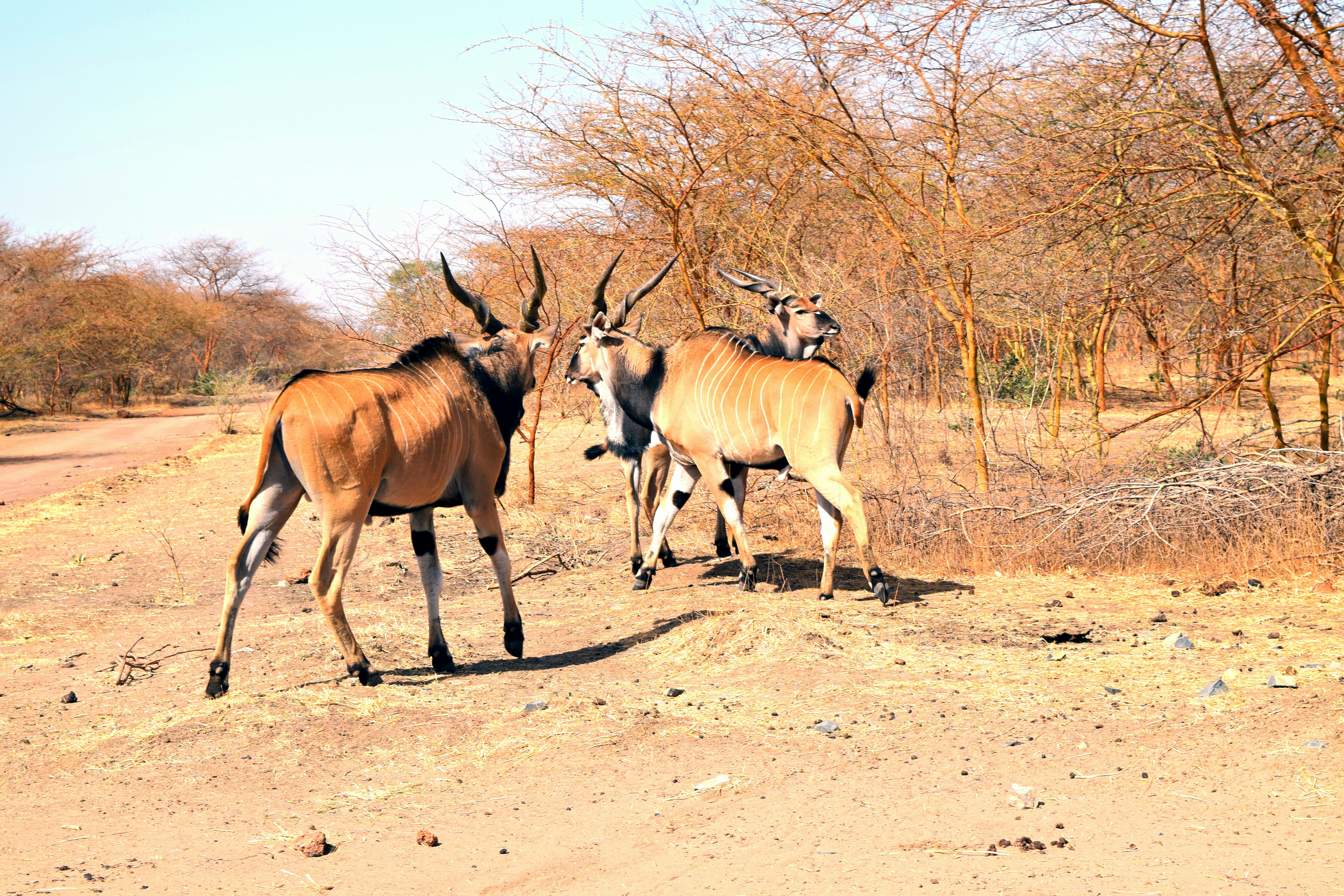 Dusty Serengeti Portrait: Hartebeest Trio in Dry Season Light