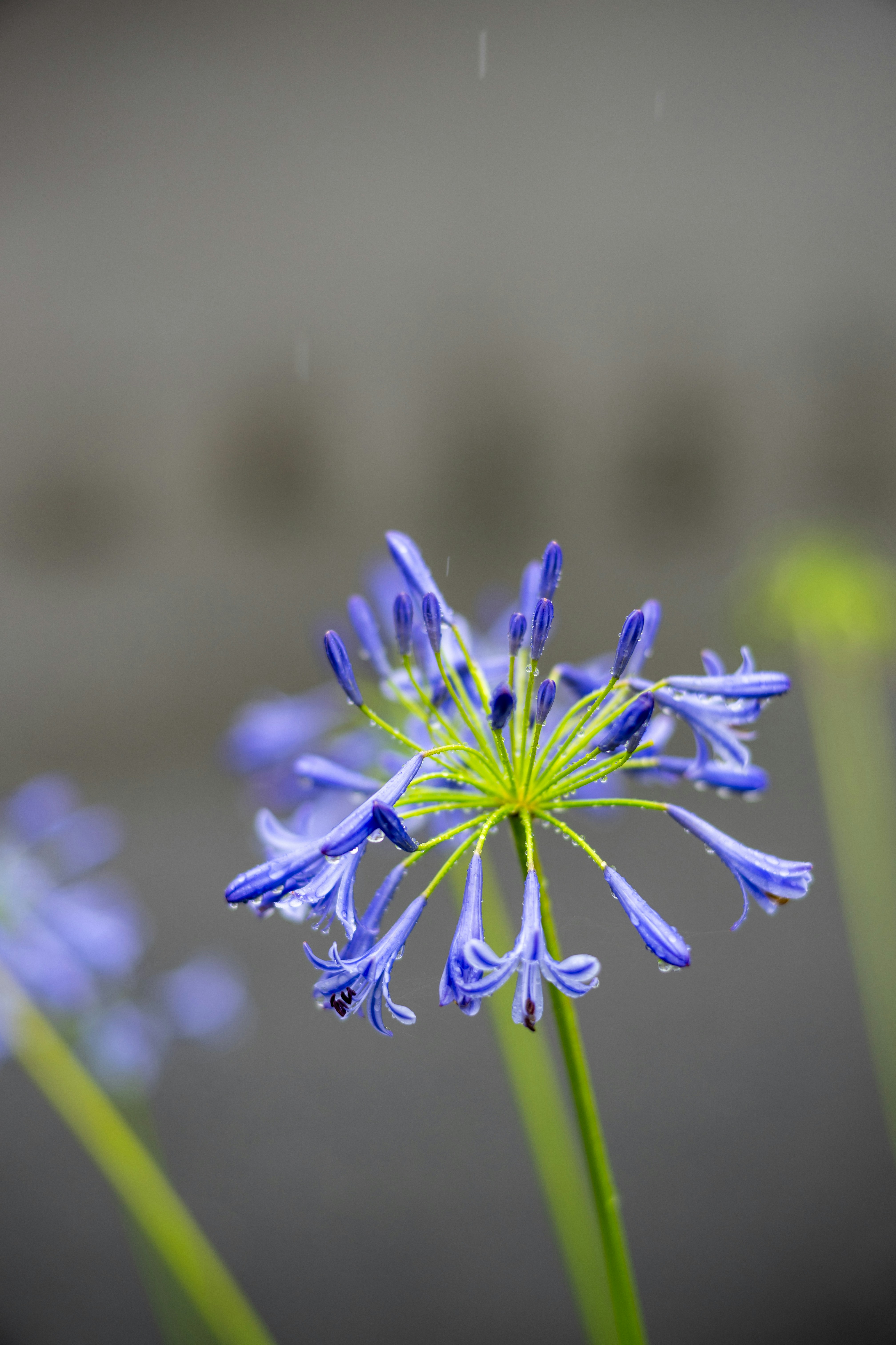Electric Indigo Bloom: a close-up of a blue agapanthus against a soft, moody backdrop