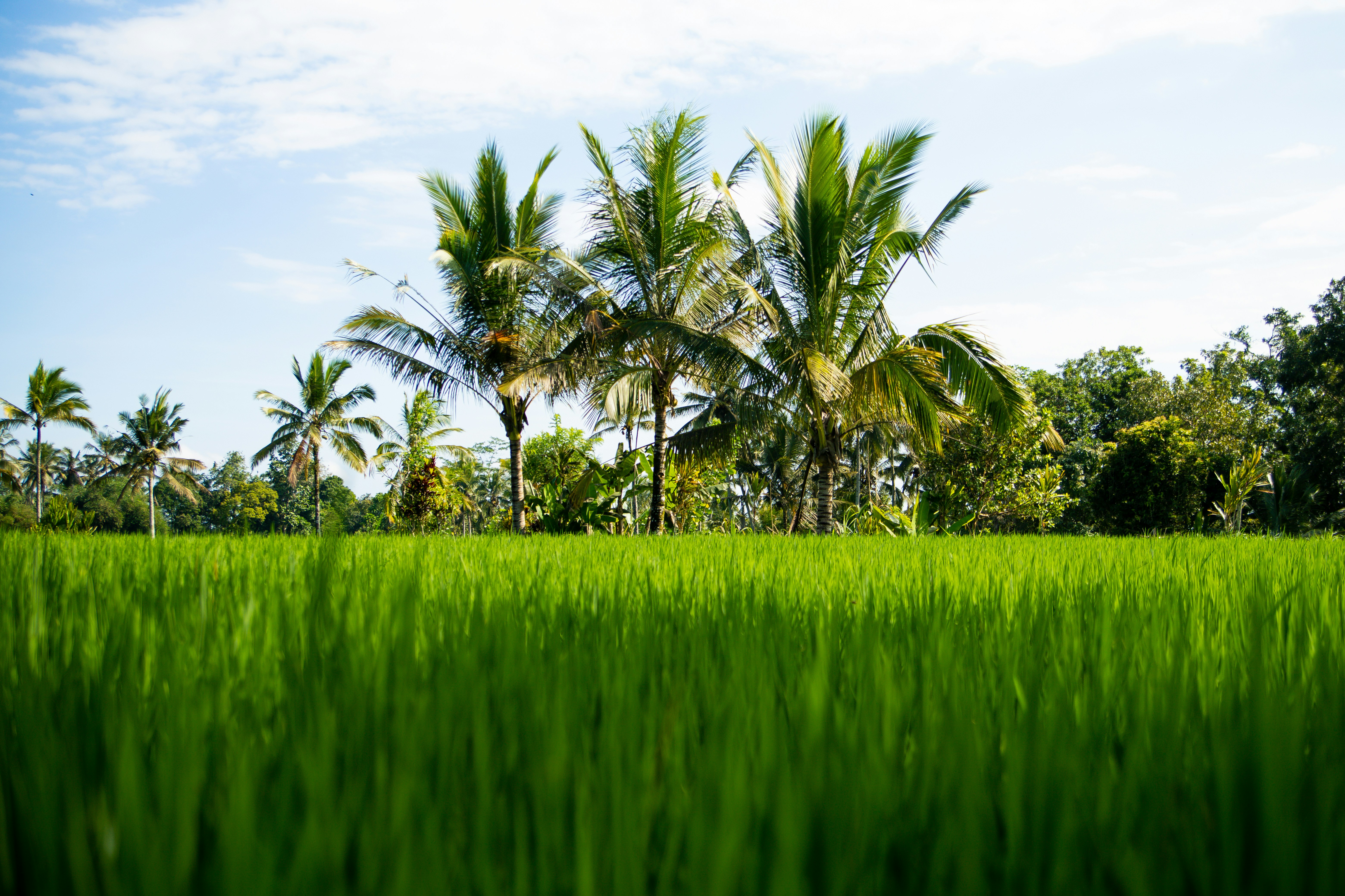 A lush green field with palm trees in the background photo – Free Bali ...