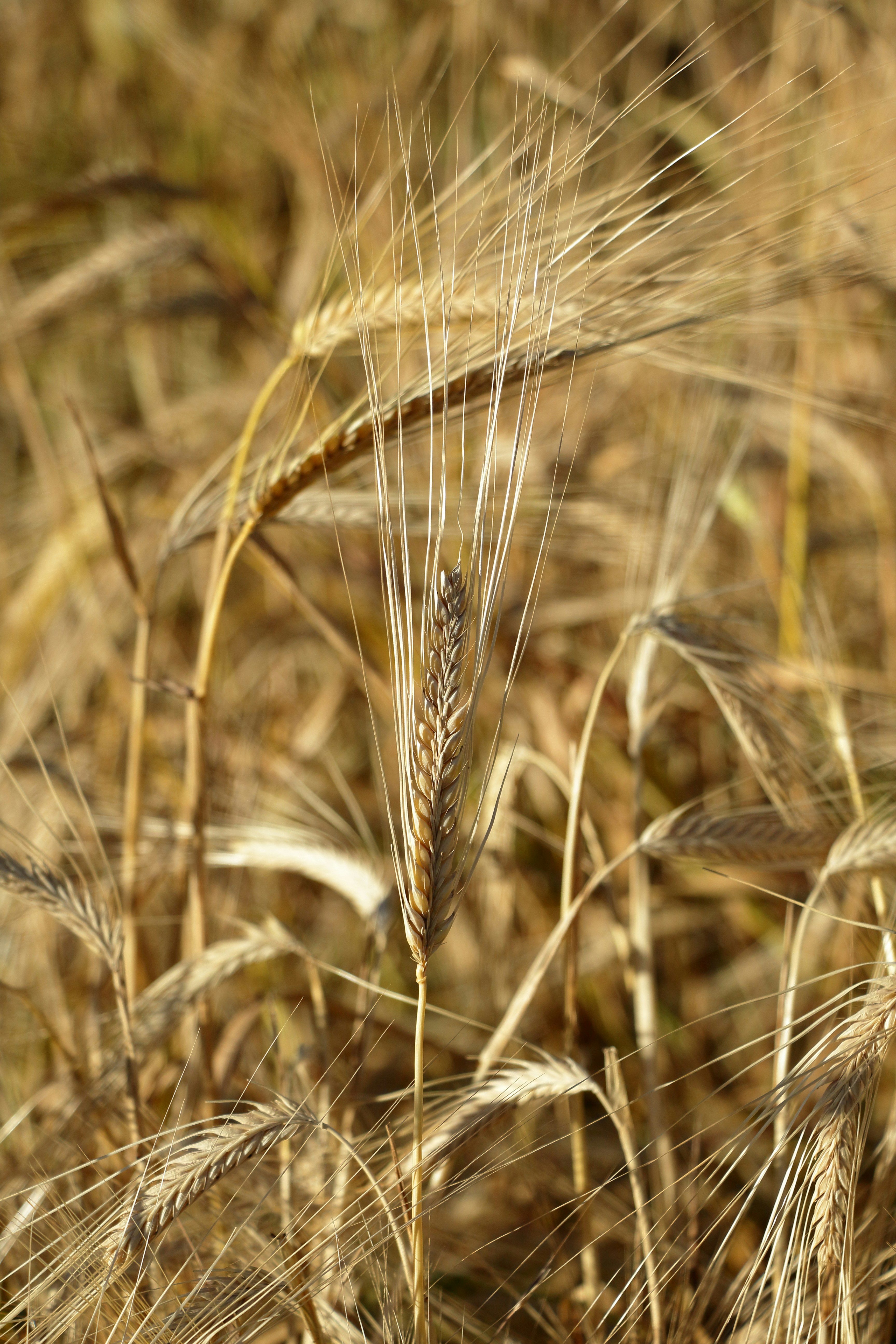 Photo by Mustafa akın with Canon EOS 1300D