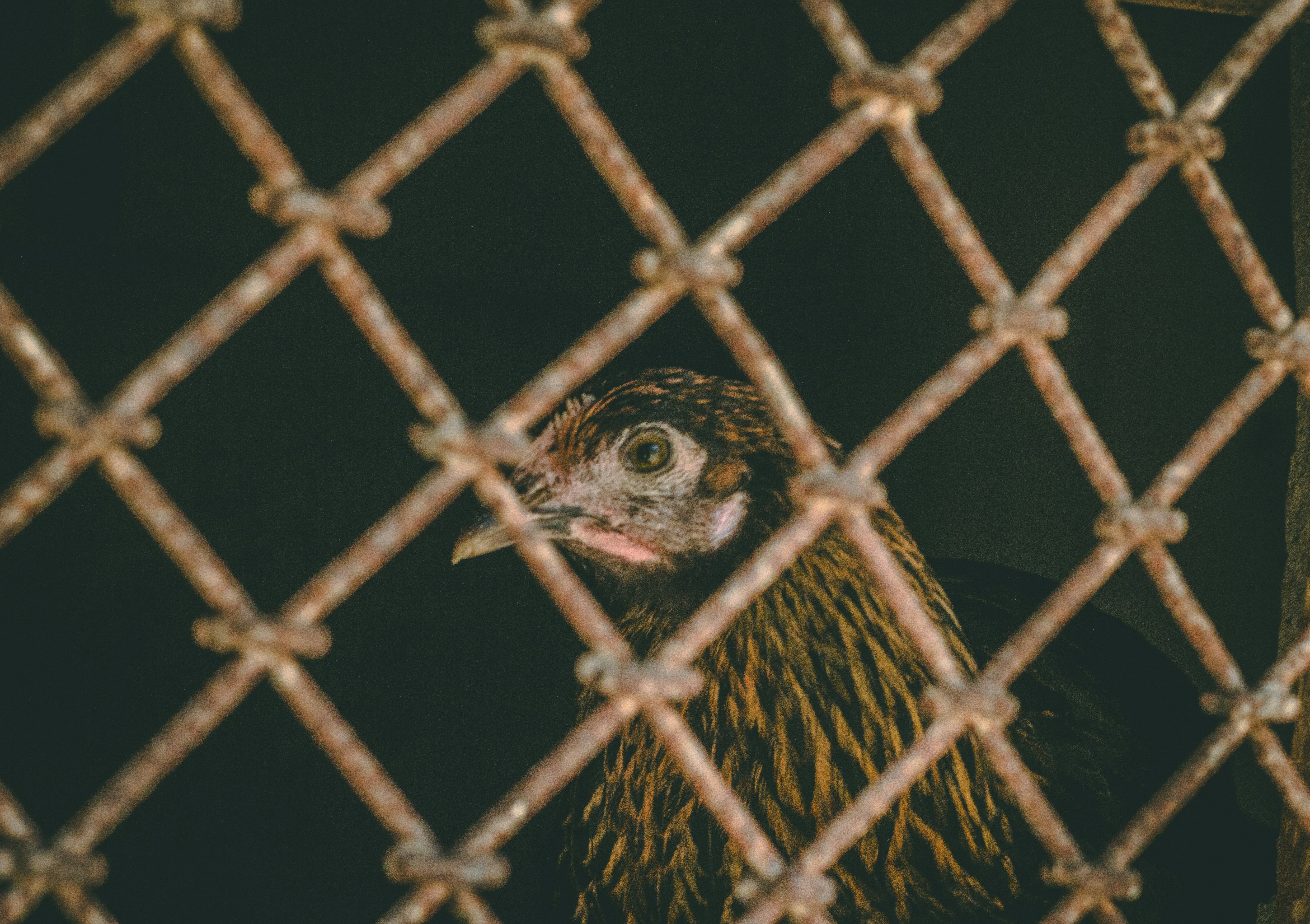 Behind the Bars: A Glimpse of the Caged Life