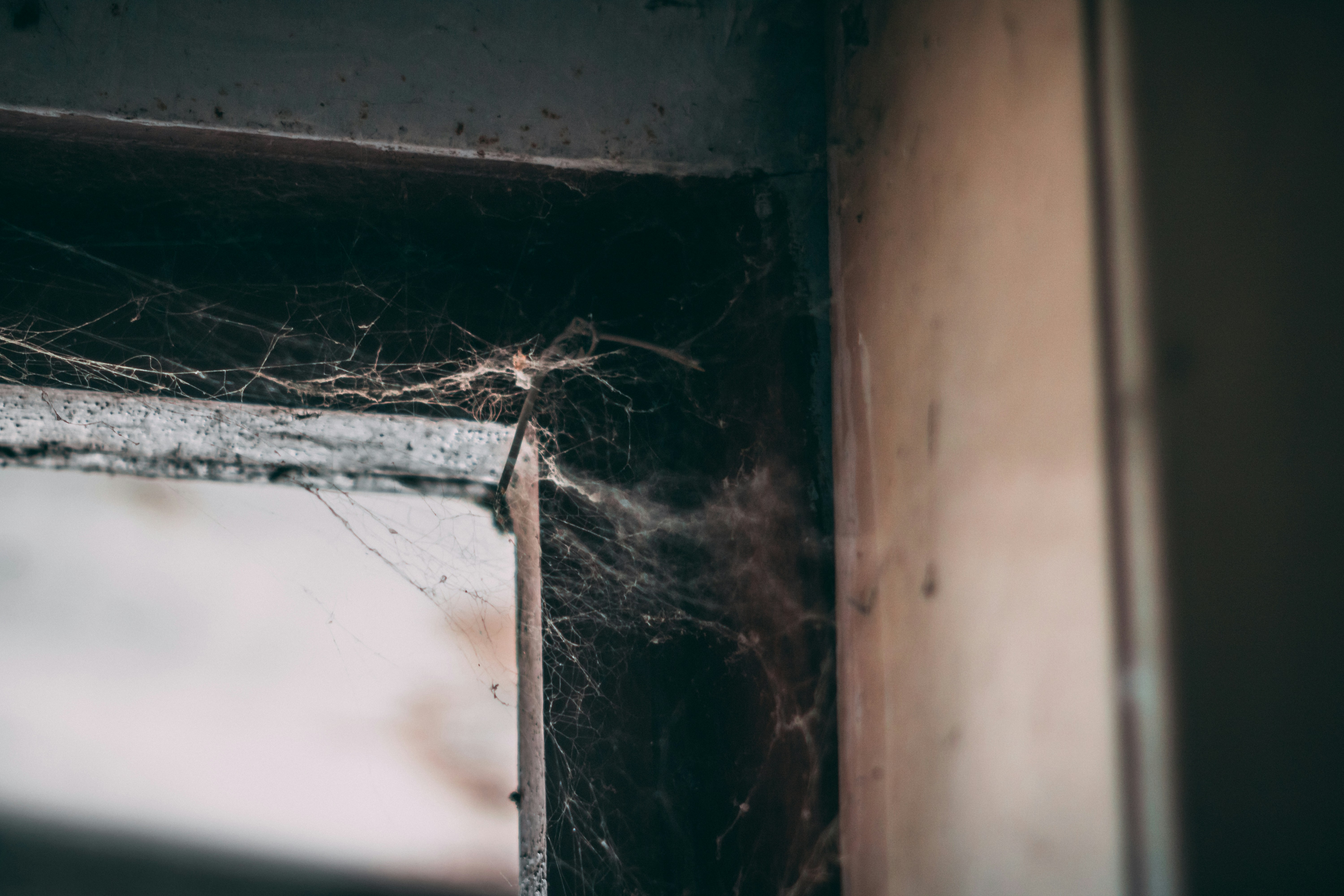 A close up of a window with a spider crawling on it photo – Free ...