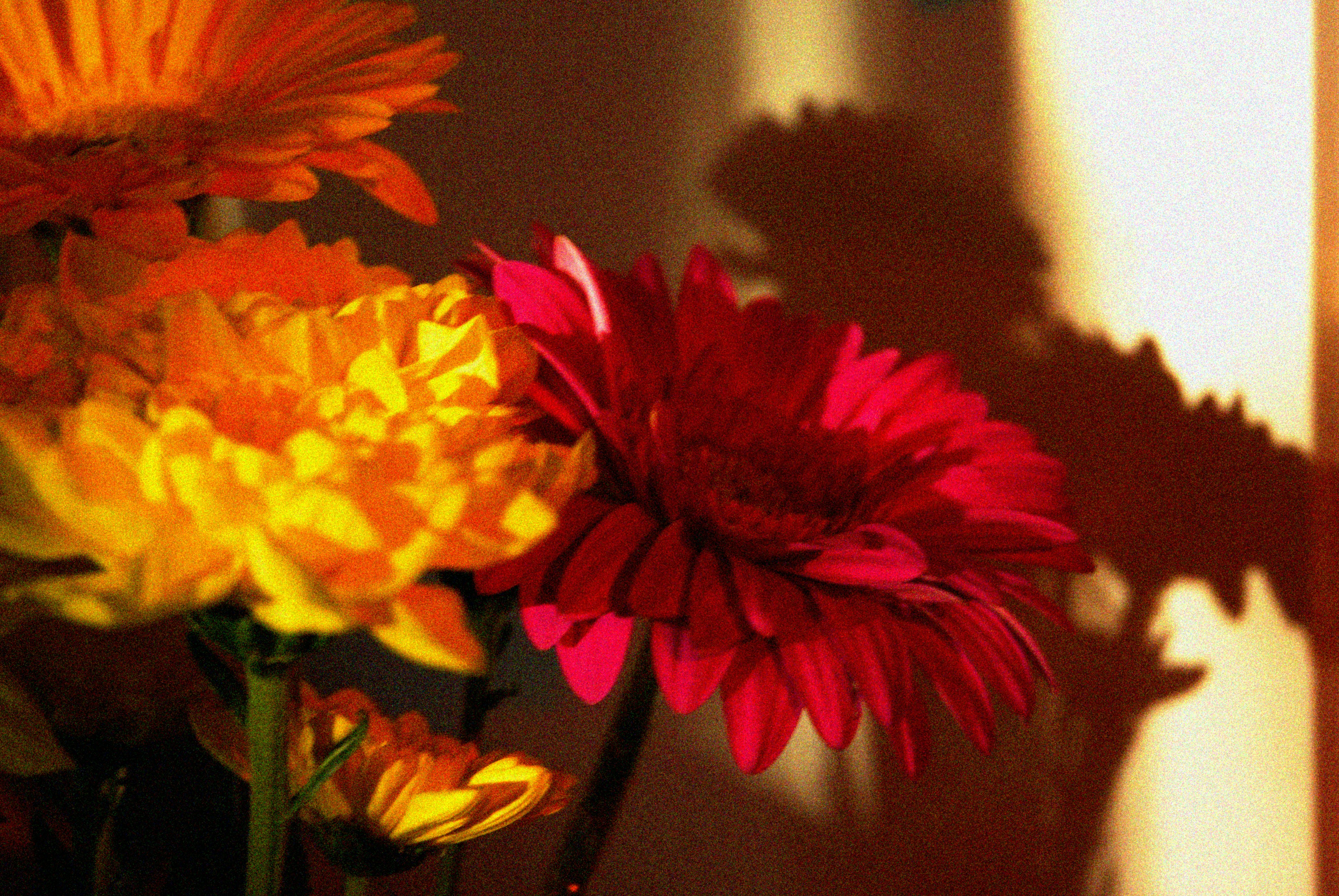 Pink Gerbera in a Bronze Glow: Close-Up Floral Shadowplay