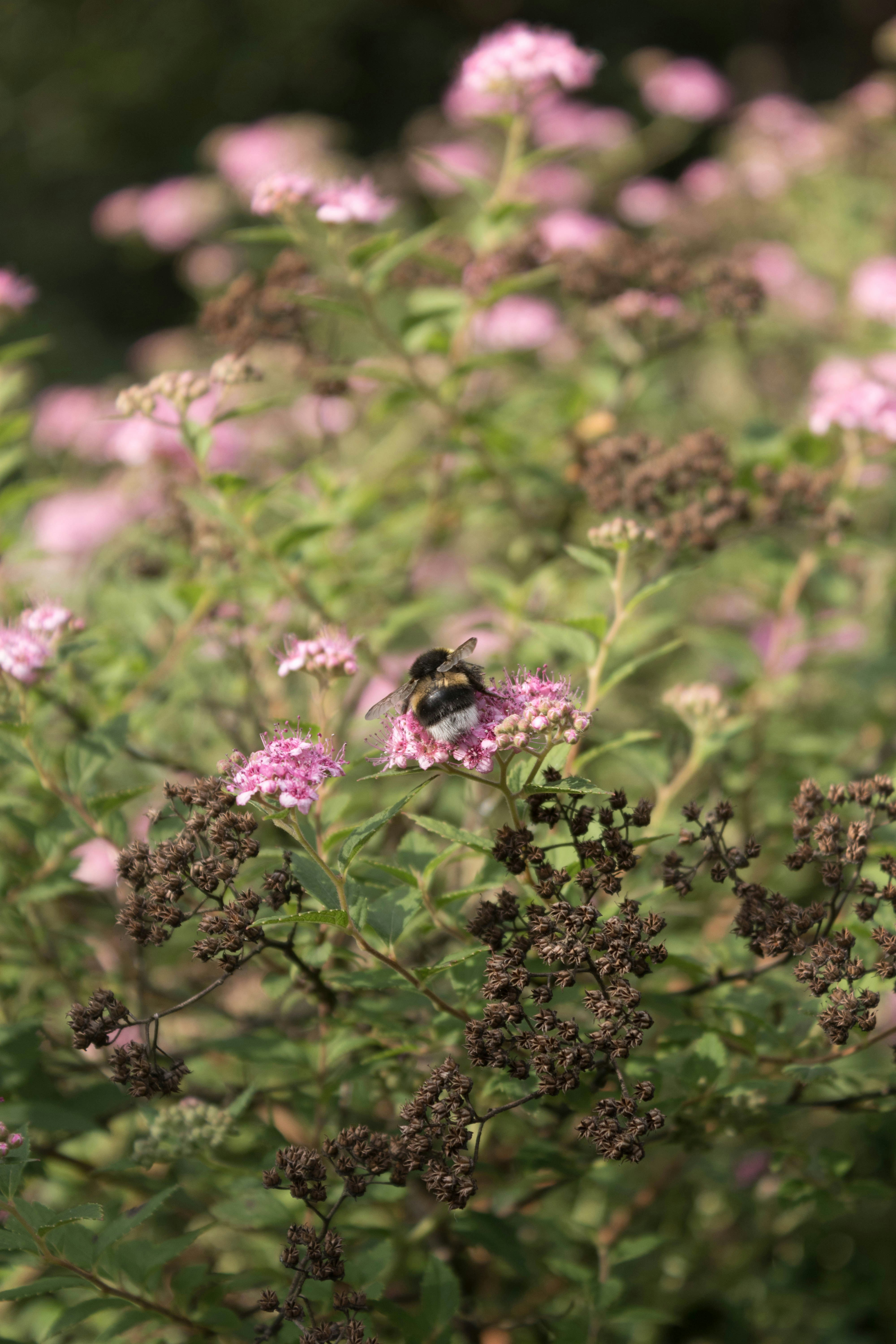 Bumblebee collecting nectar from vibrant pink flowers amidst a backdrop of green foliage.