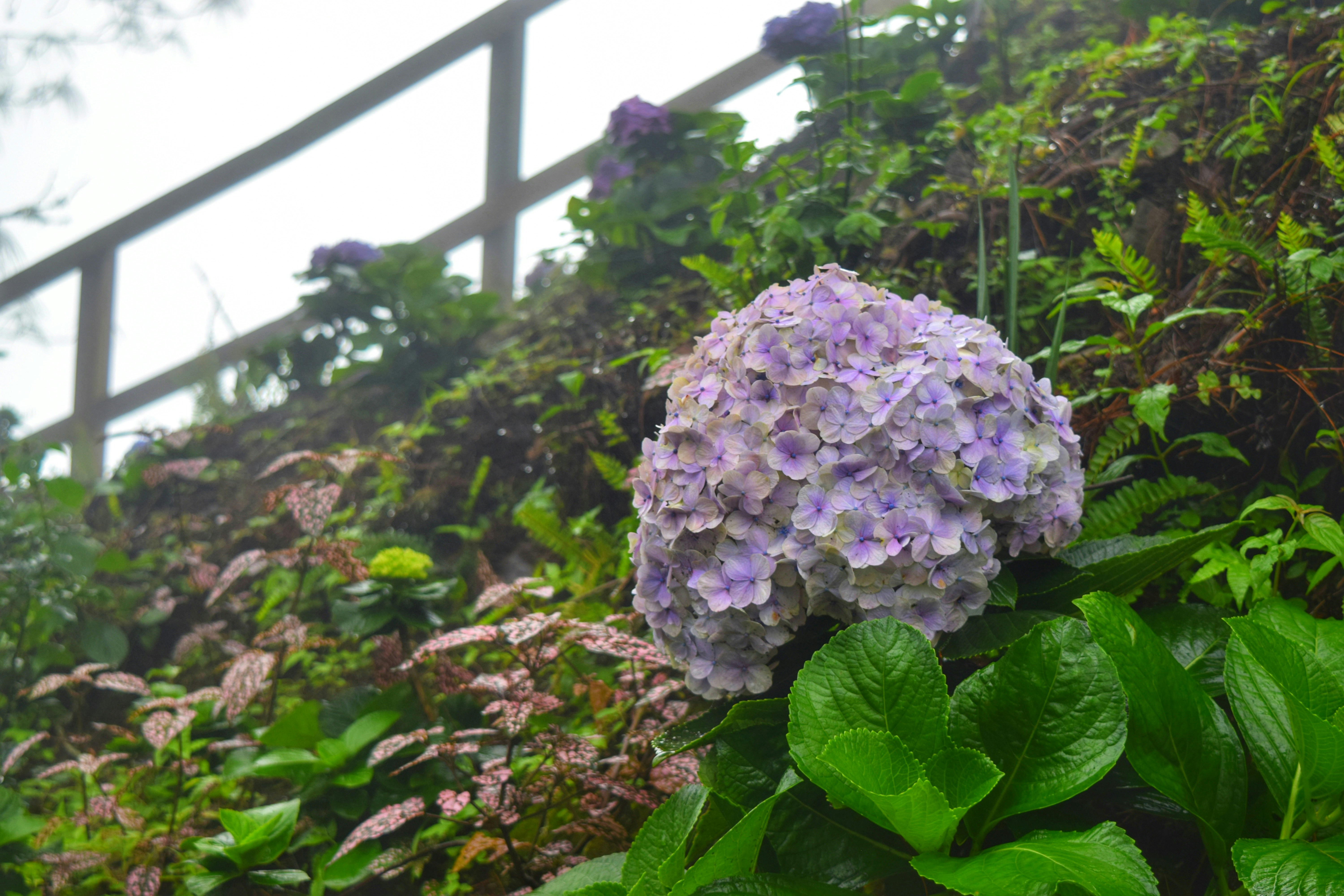Lavender-Blue Hydrangea Crown in a Sloped Garden