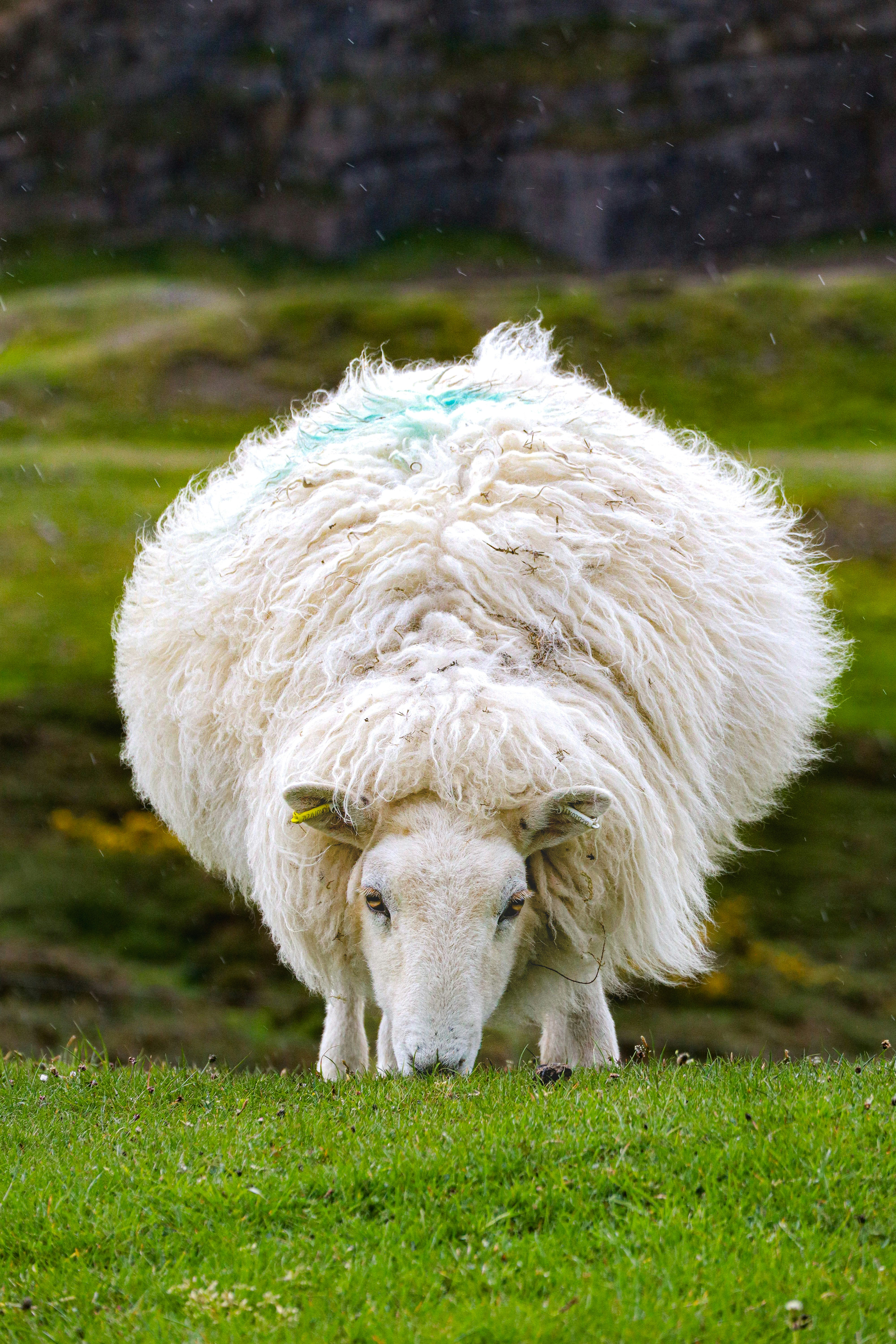 The Woolly Sentinel in a Verdant Meadow