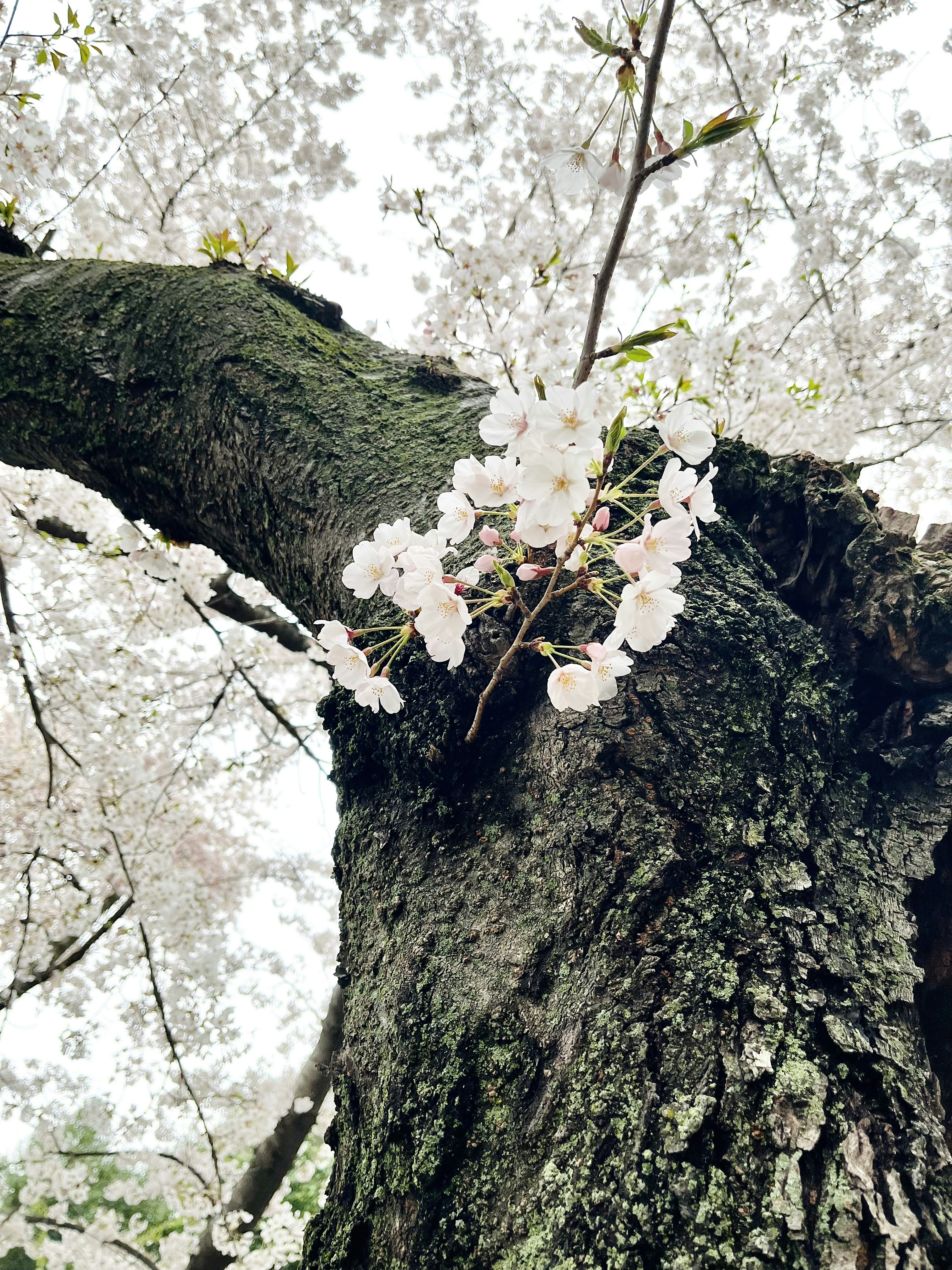 Blossoms Ascend the Bark: a close-up of spring on ancient wood