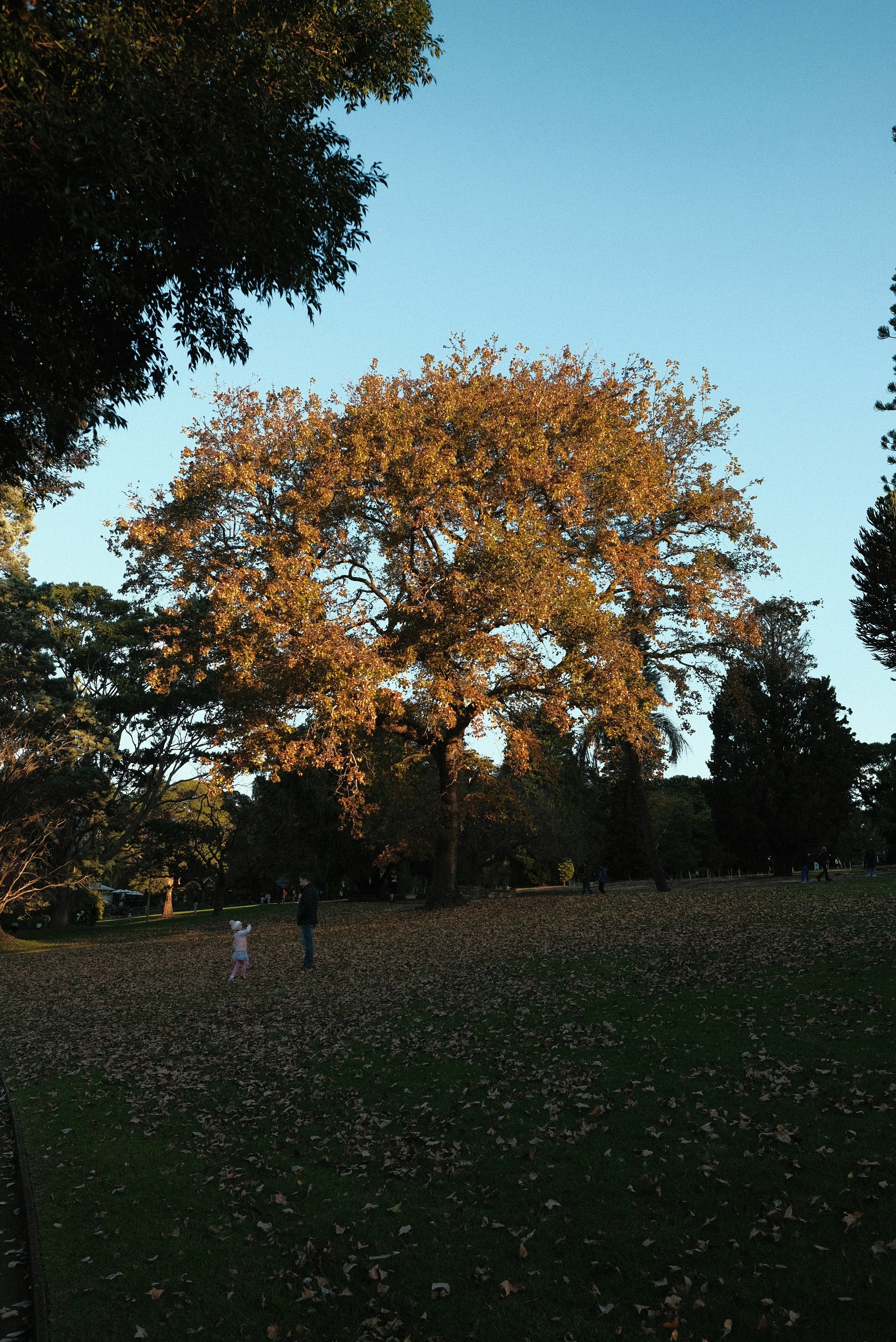 A couple of people standing in a field next to trees photo – Free ...