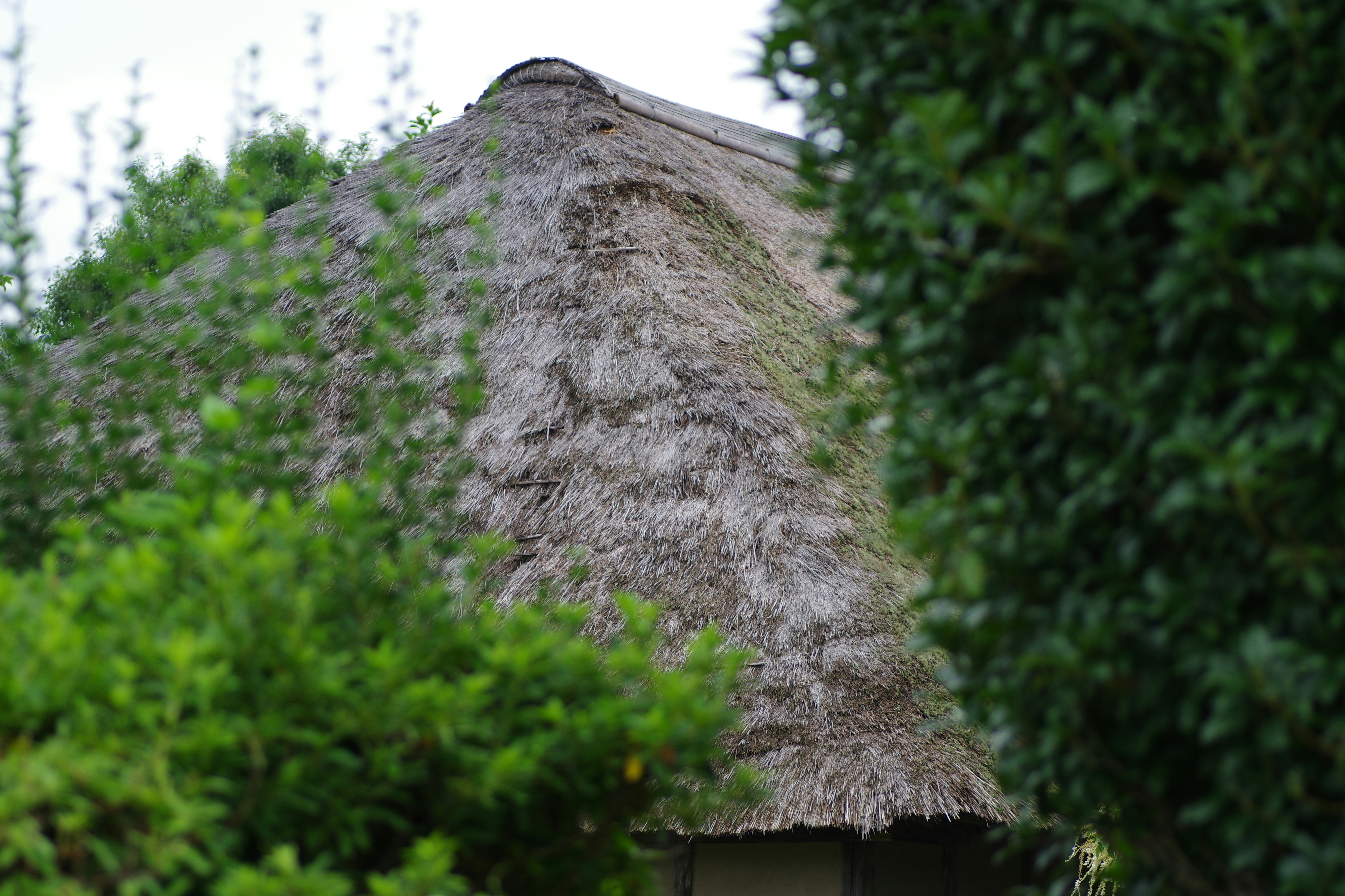 Verdant Frame at the Peak: A Thatch Roof Hidden in Greenery